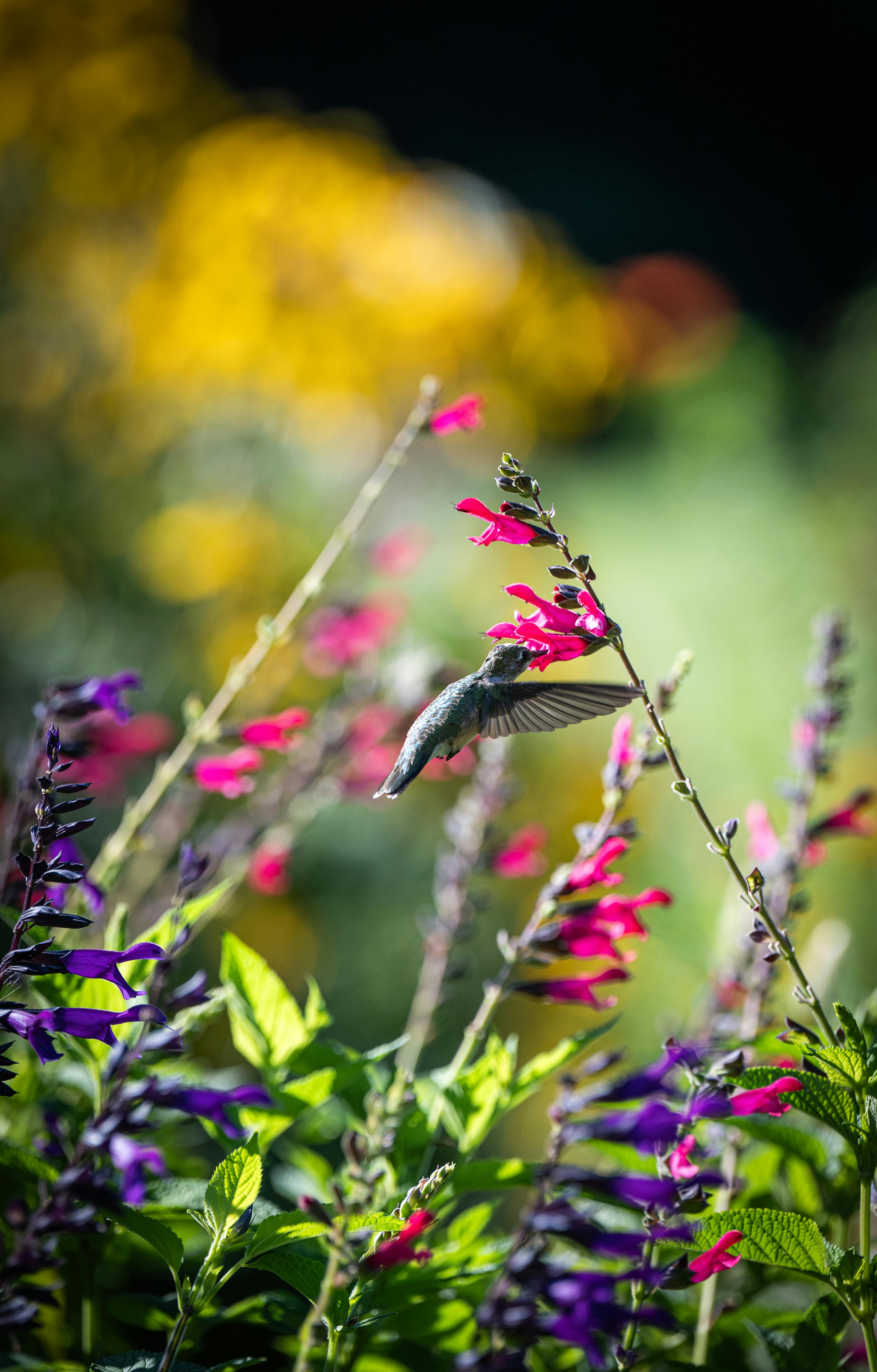 A hummingbird is hovering over a flower · Free Stock Photo