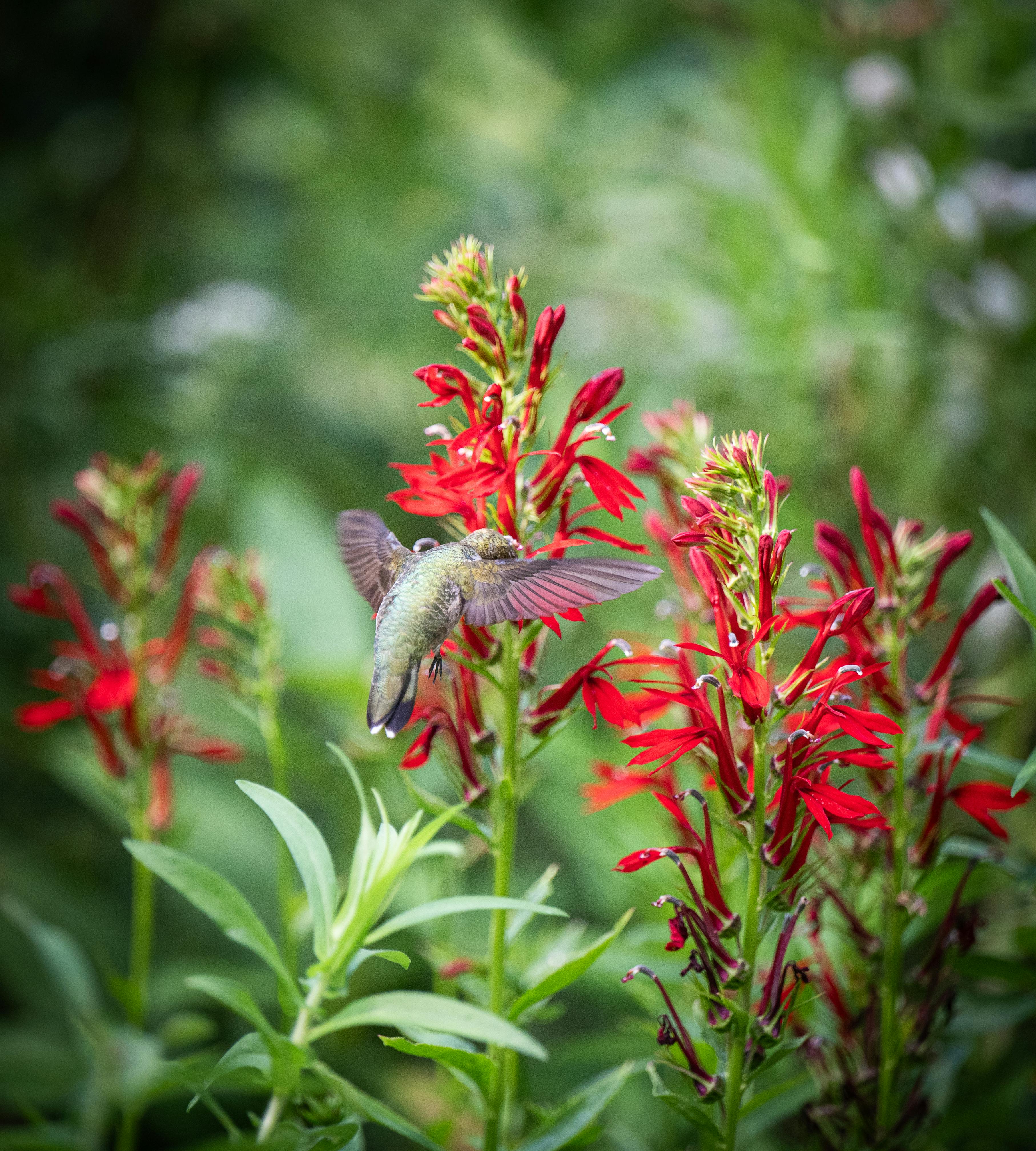 A hummingbird is hovering over red flowers · Free Stock Photo