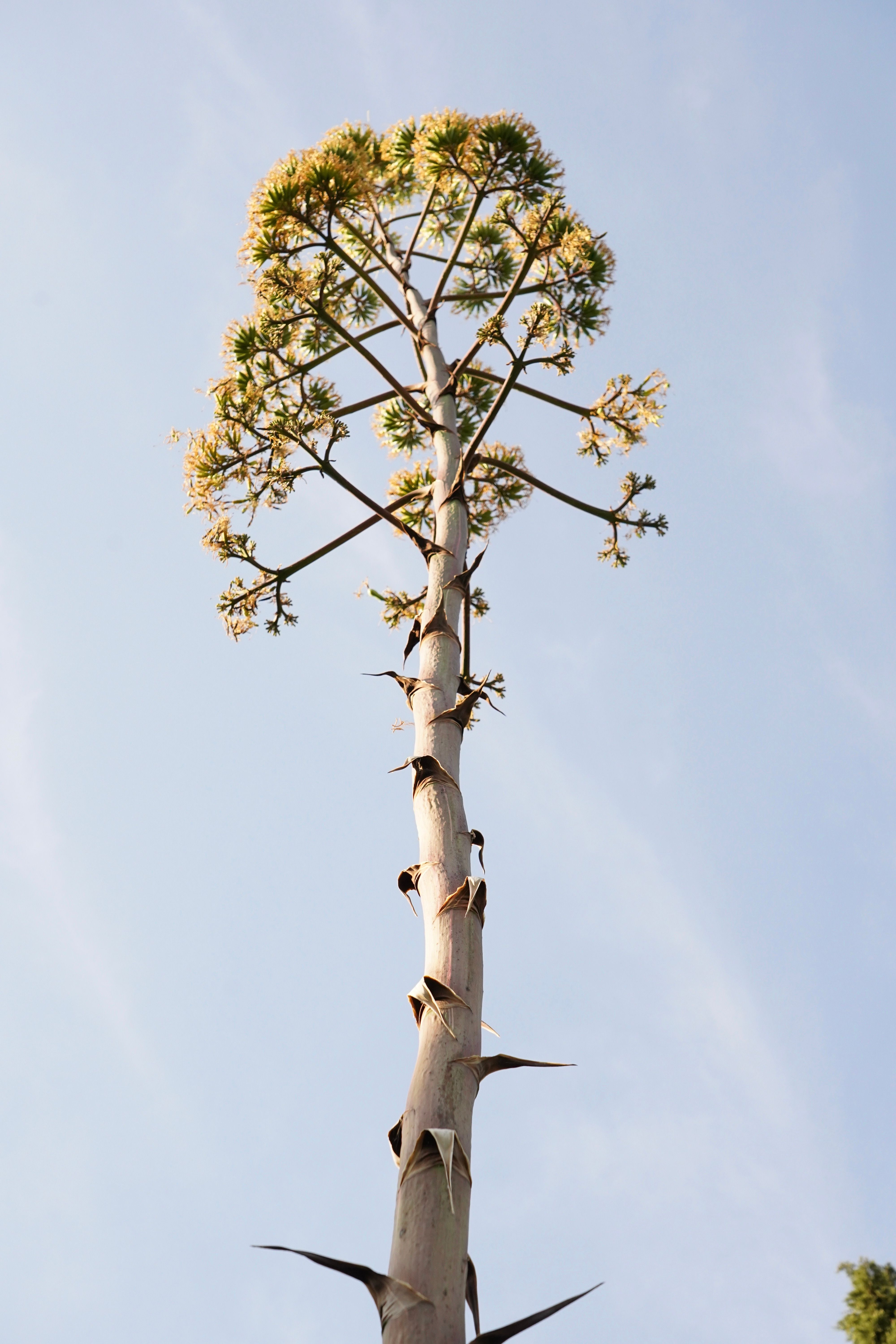A tall tree with many spikes on it · Free Stock Photo