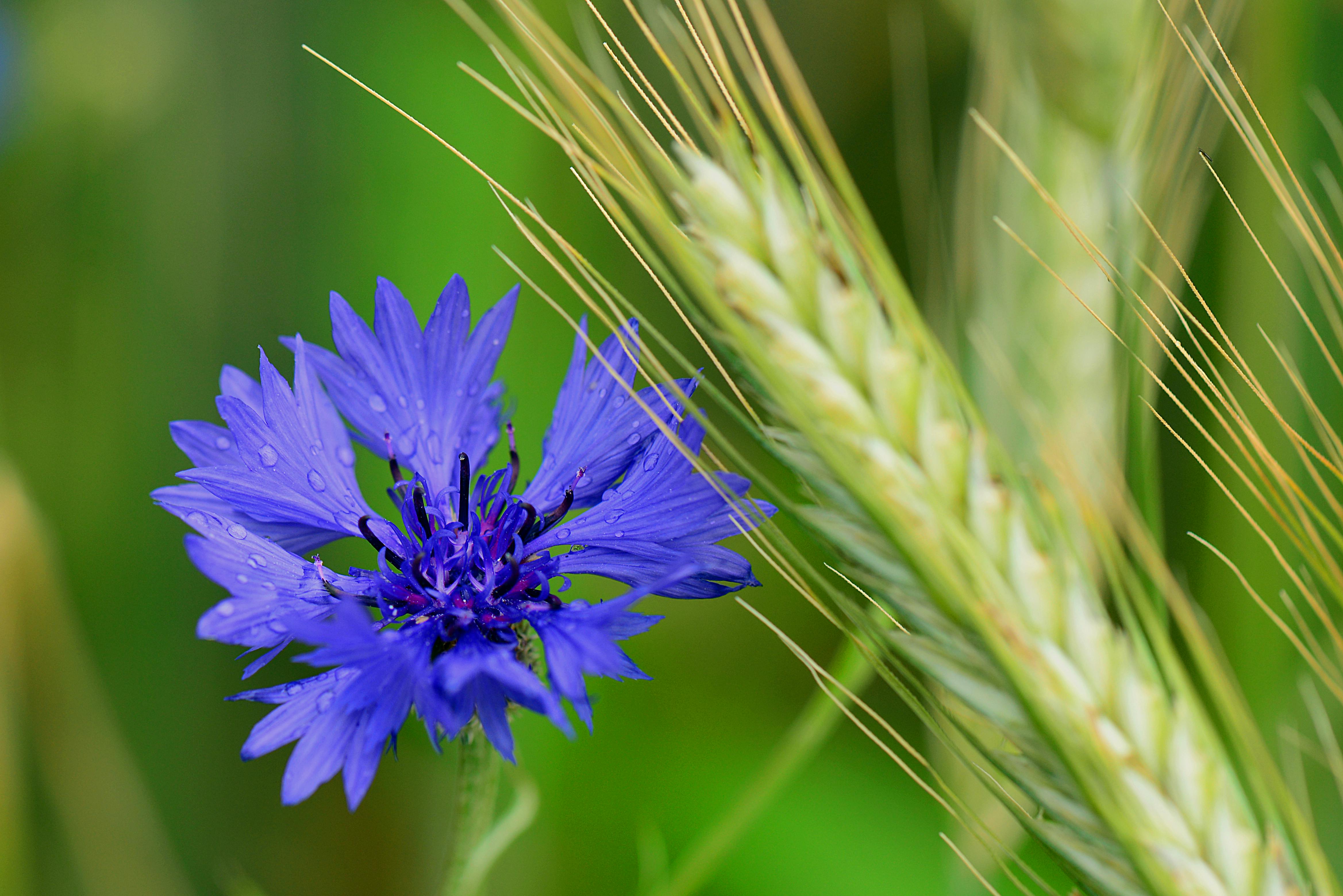 Vibrant Blue Cornflower in German Field · Free Stock Photo