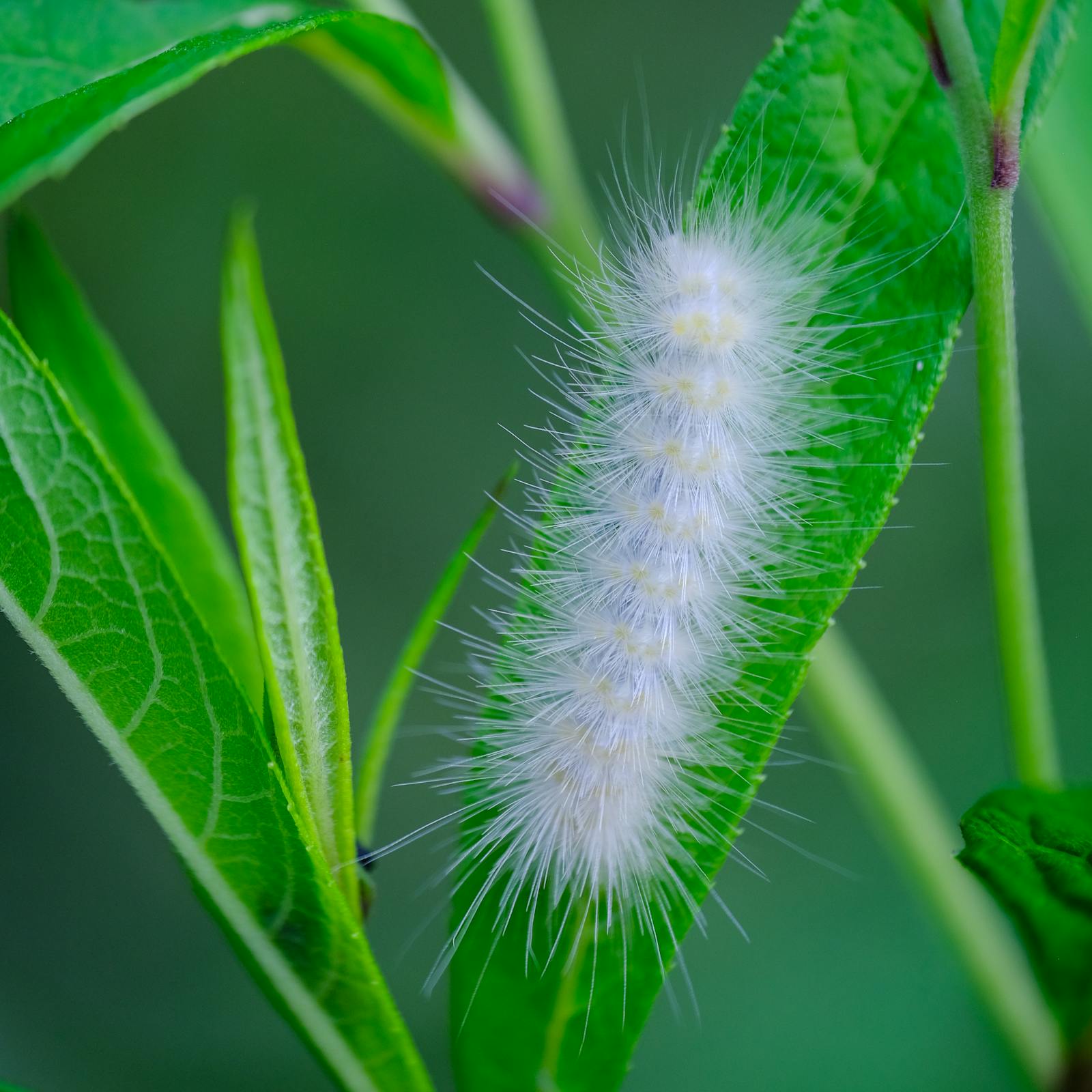 Fuzzy Caterpillar Photos, Download The BEST Free Fuzzy Caterpillar ...