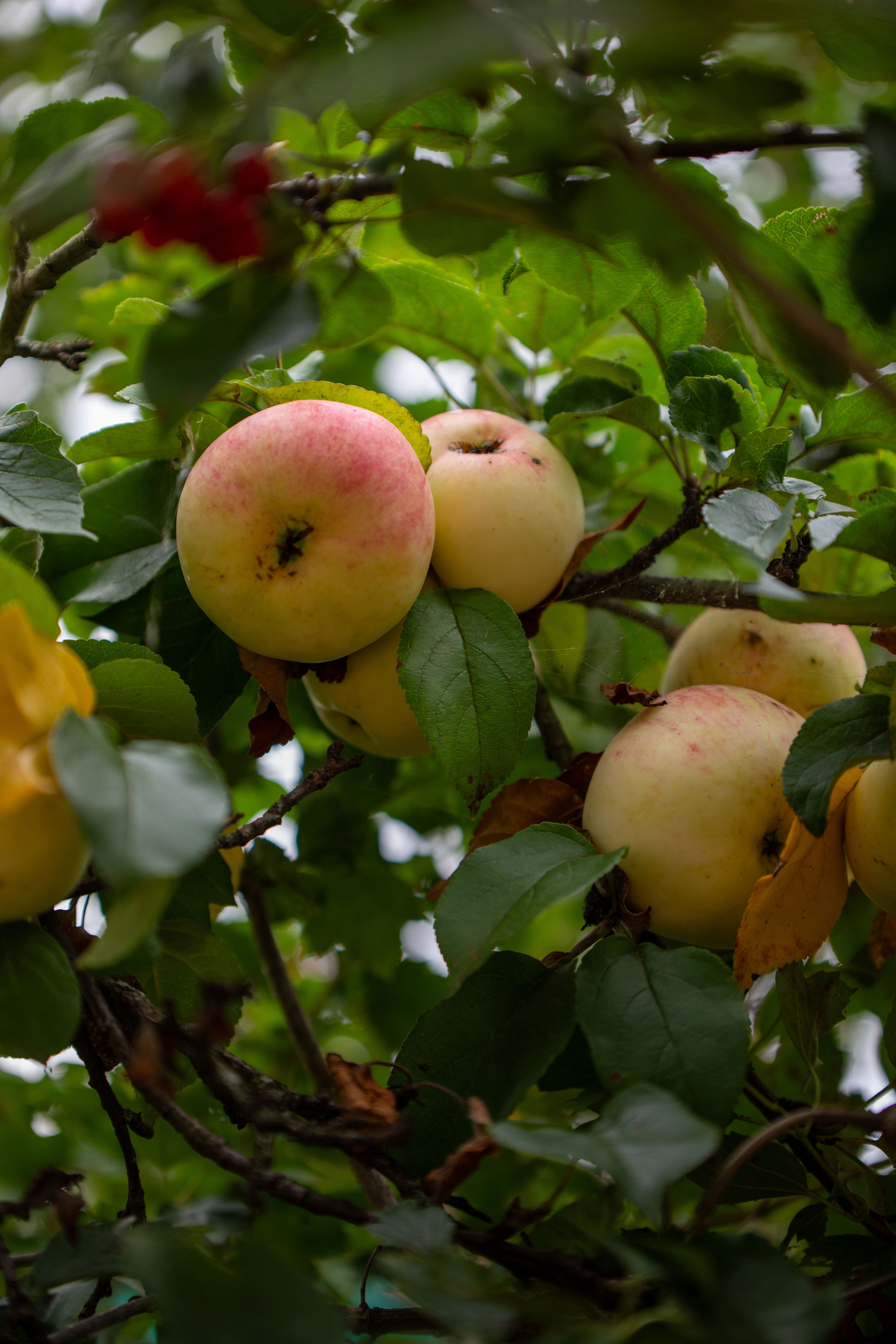 A bunch of apples on a tree with leaves · Free Stock Photo
