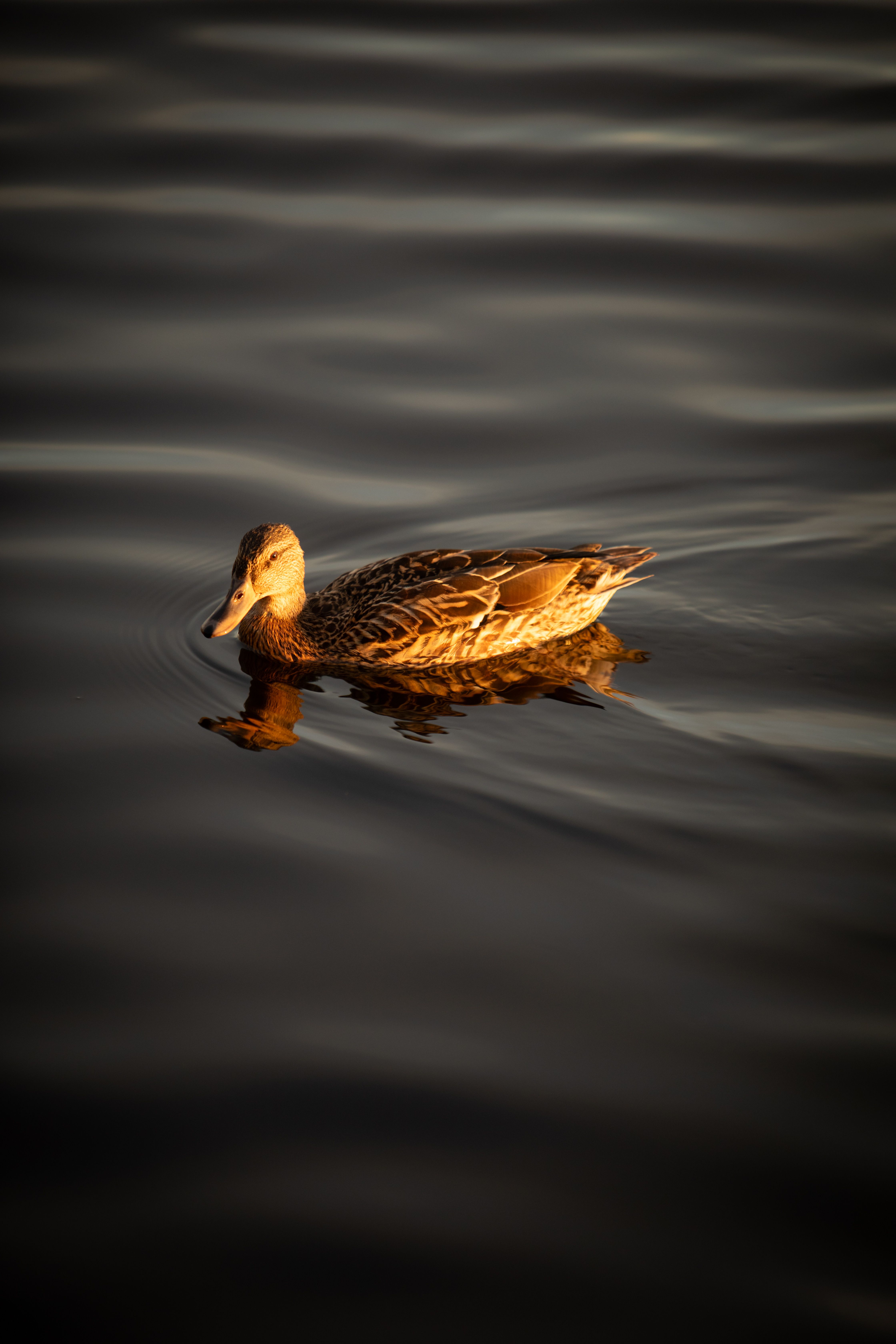 A duck swimming in the water at sunset · Free Stock Photo