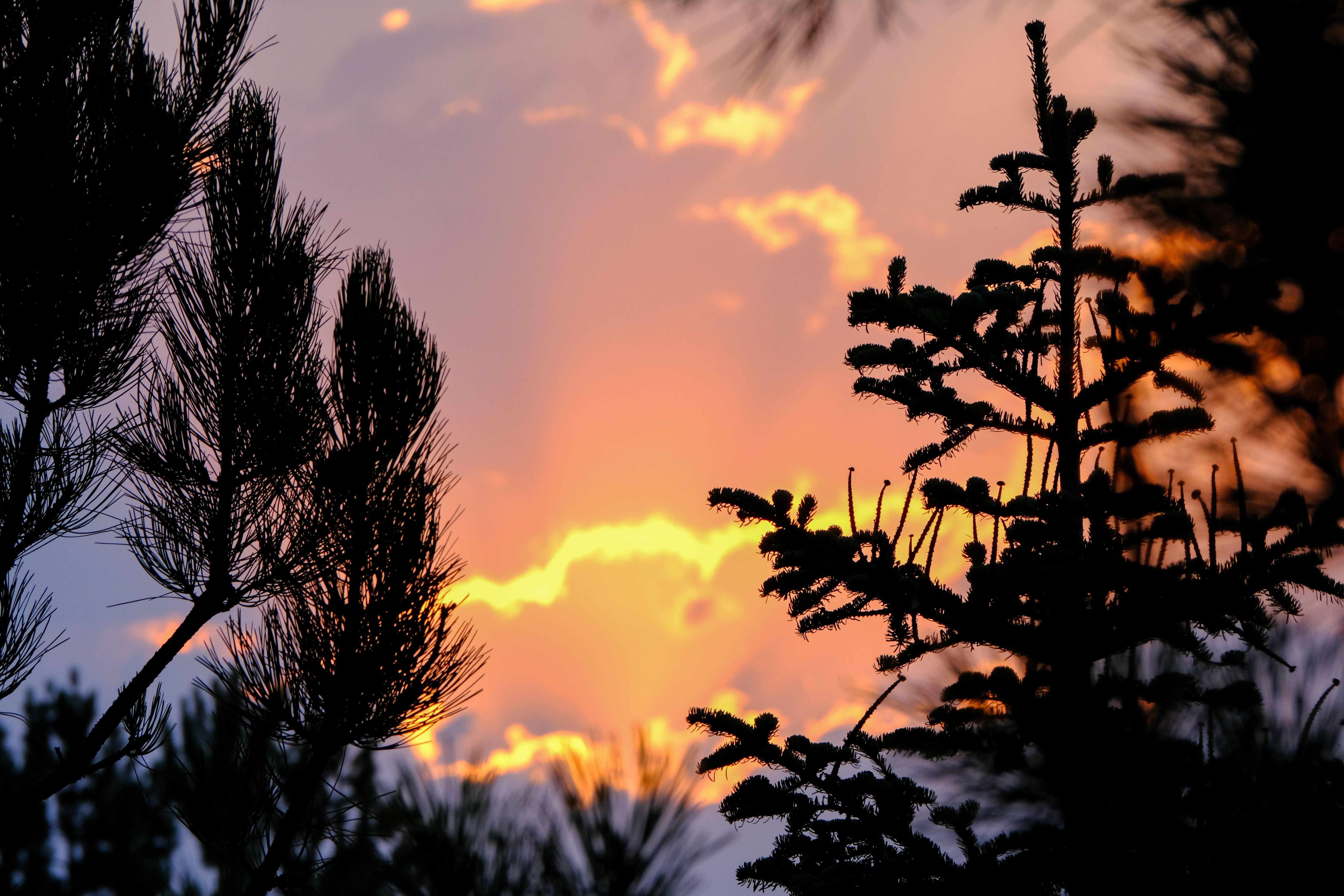 A sunset with pine trees and clouds in the background · Free Stock Photo
