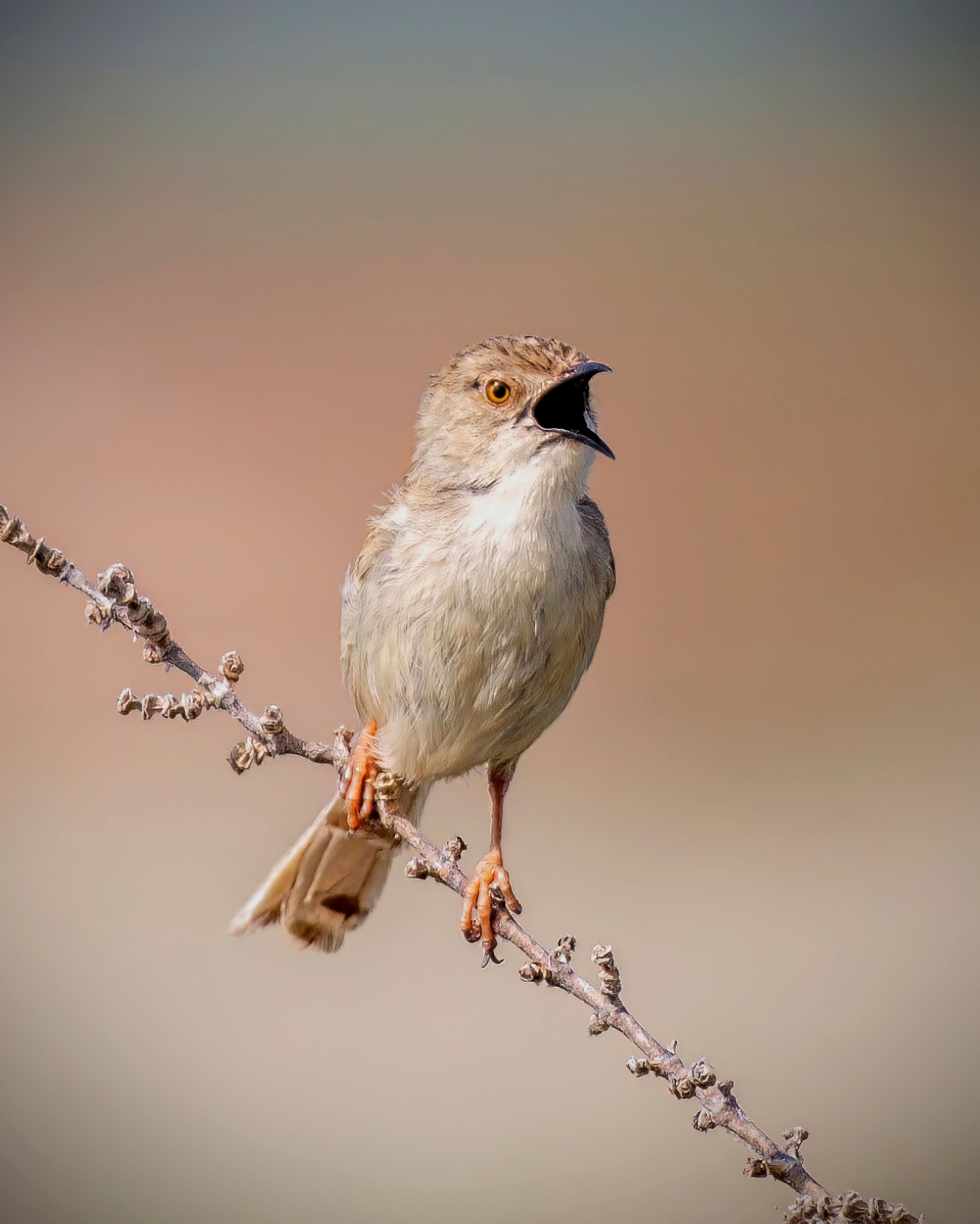 A small bird is sitting on a branch with its mouth open · Free Stock Photo