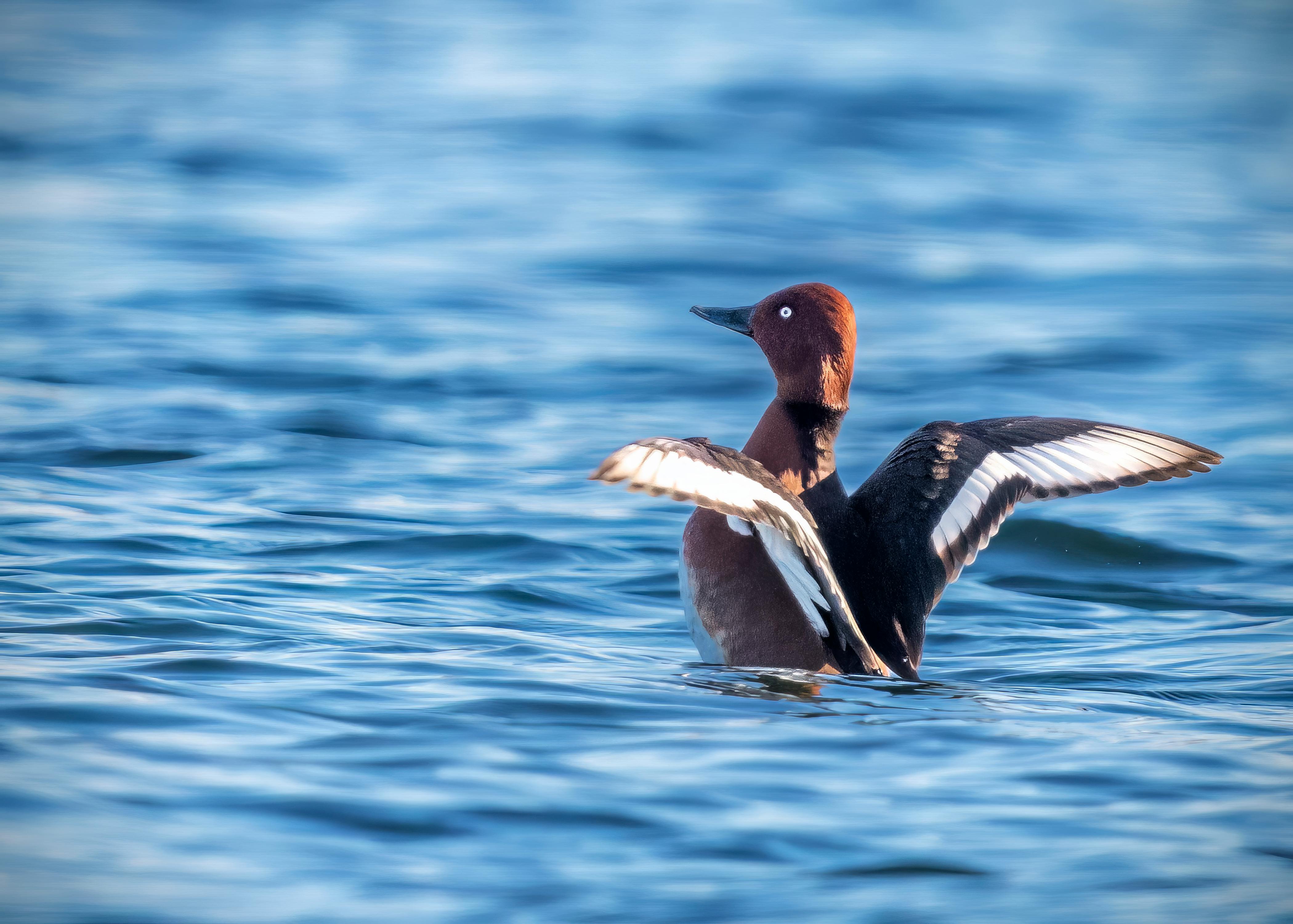 Deathstalker Scorpion: Venomous Behavior & Ecosystem Impact