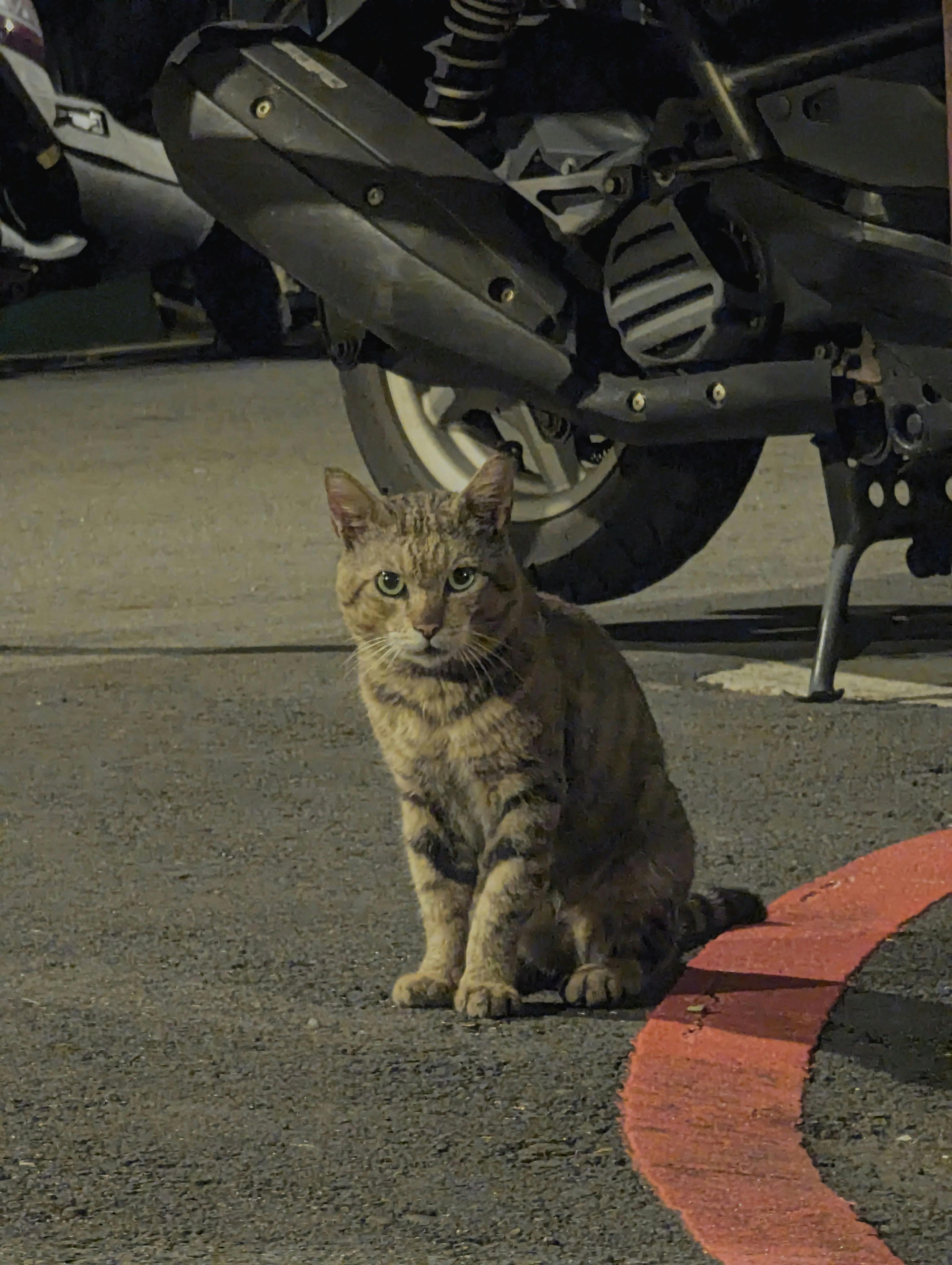 Cat In City Photos, Download The BEST Free Cat In City Stock Photos ...