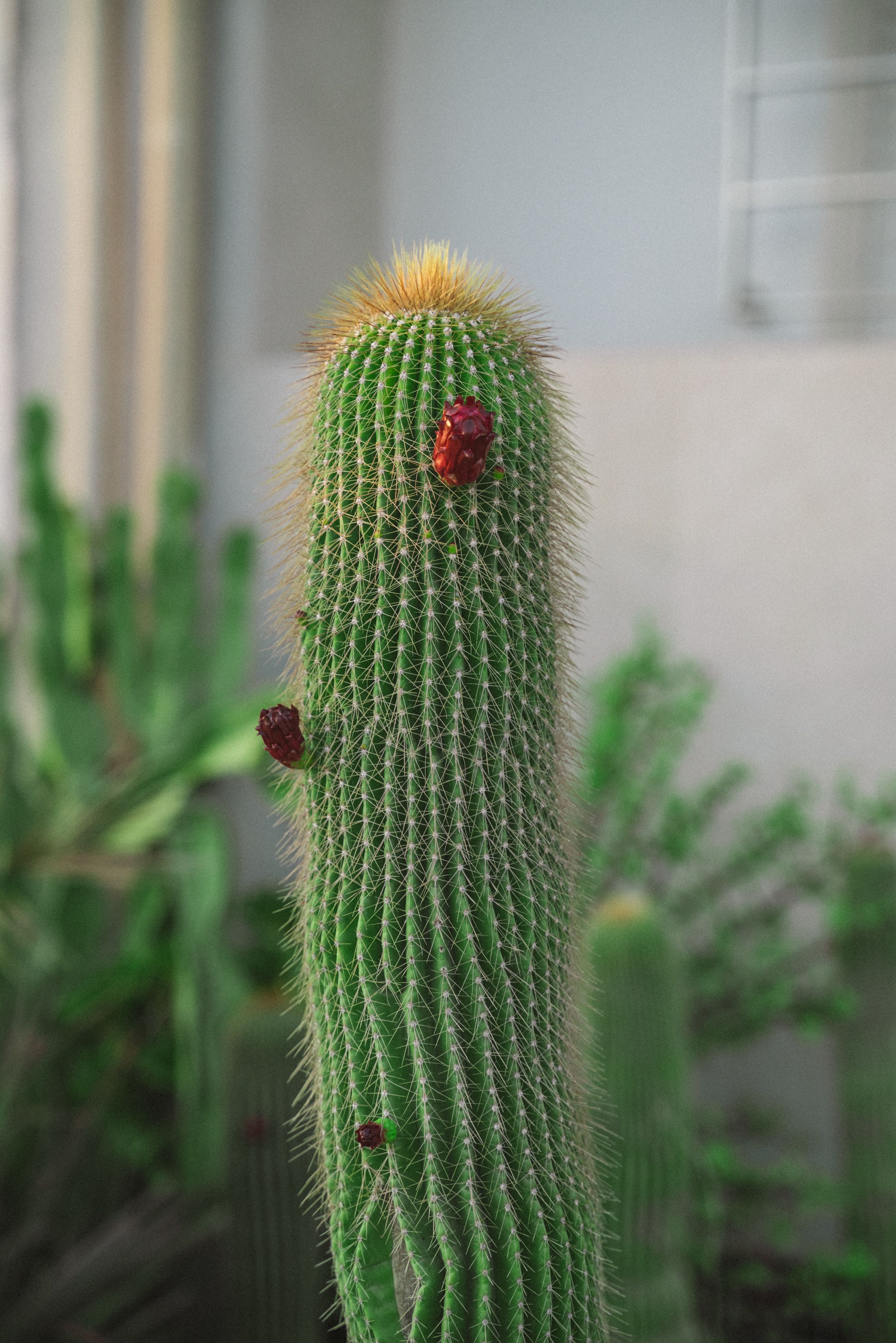 A cactus with a ladybug on it · Free Stock Photo