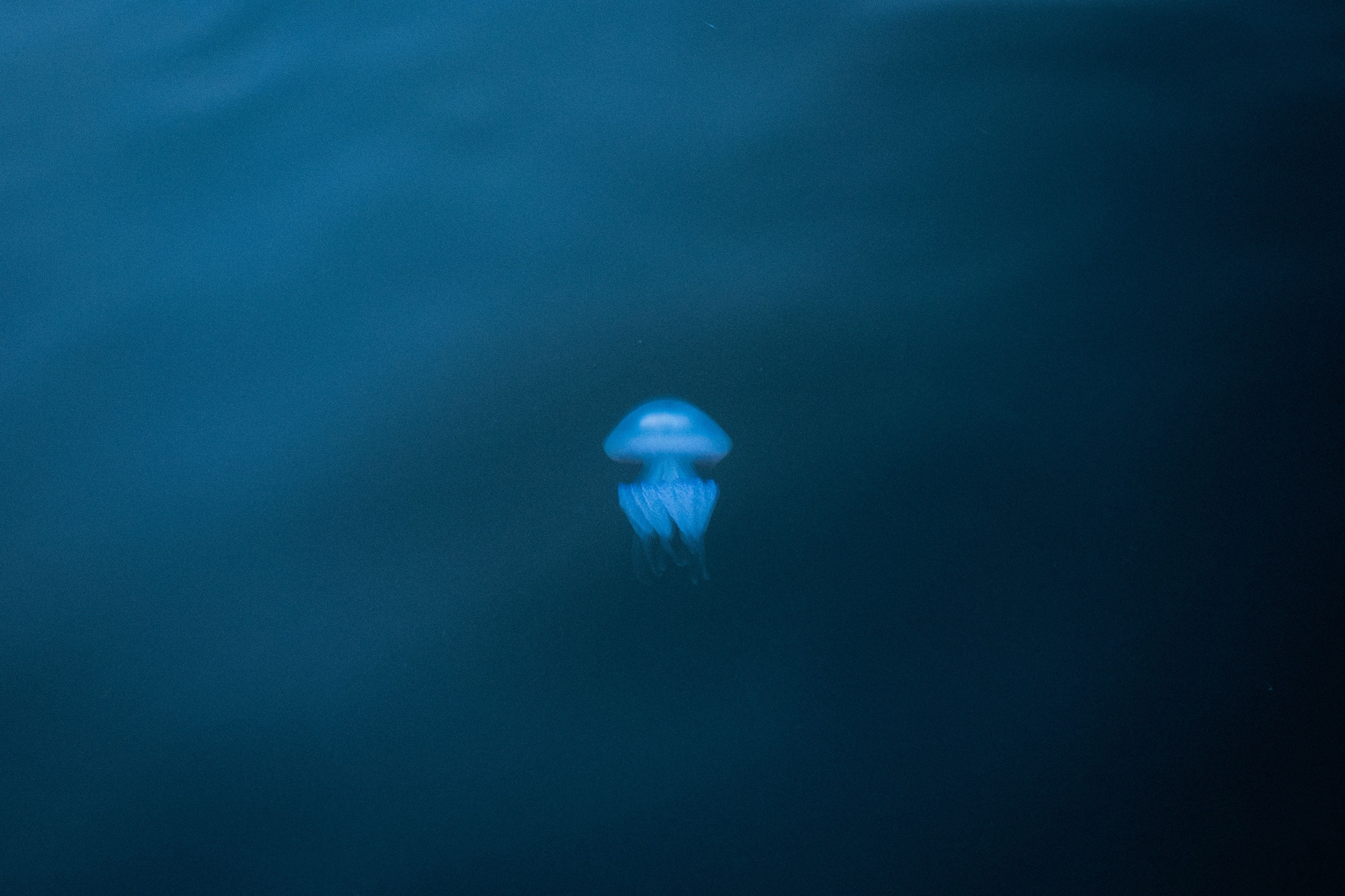 A jellyfish floating in the water · Free Stock Photo