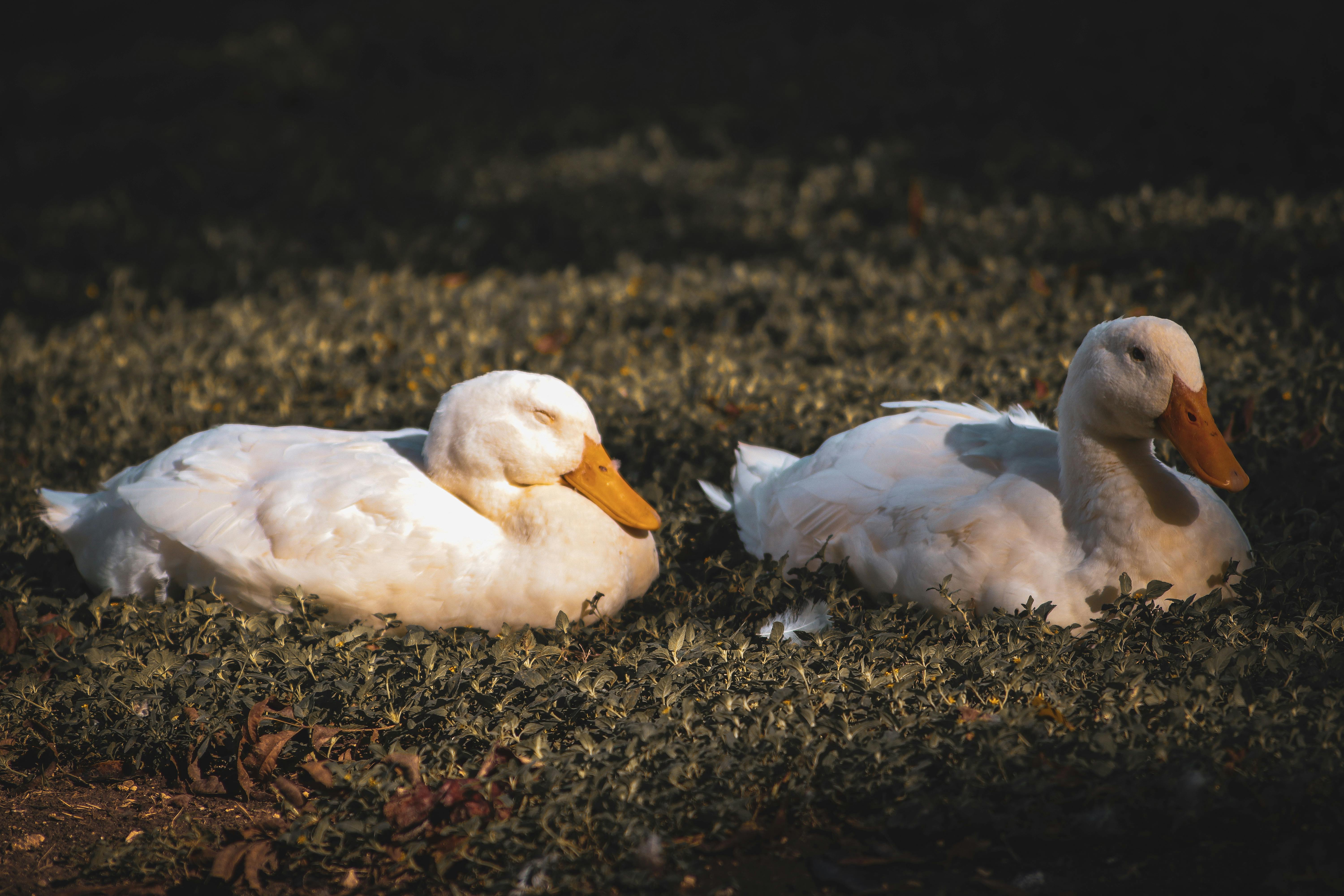 Two white ducks laying on the grass in the sun · Free Stock Photo
