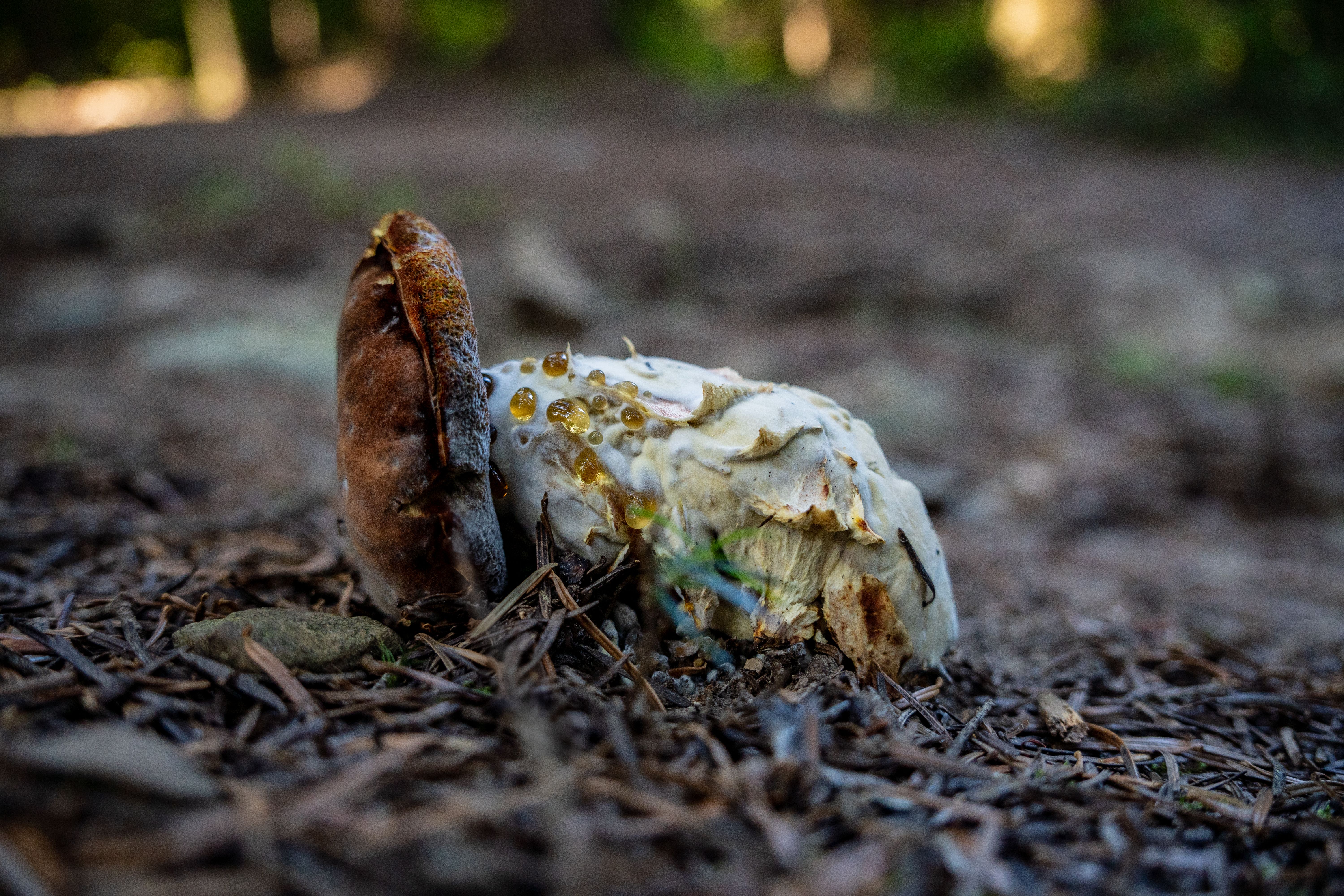 A dead mushroom on the ground in the woods · Free Stock Photo