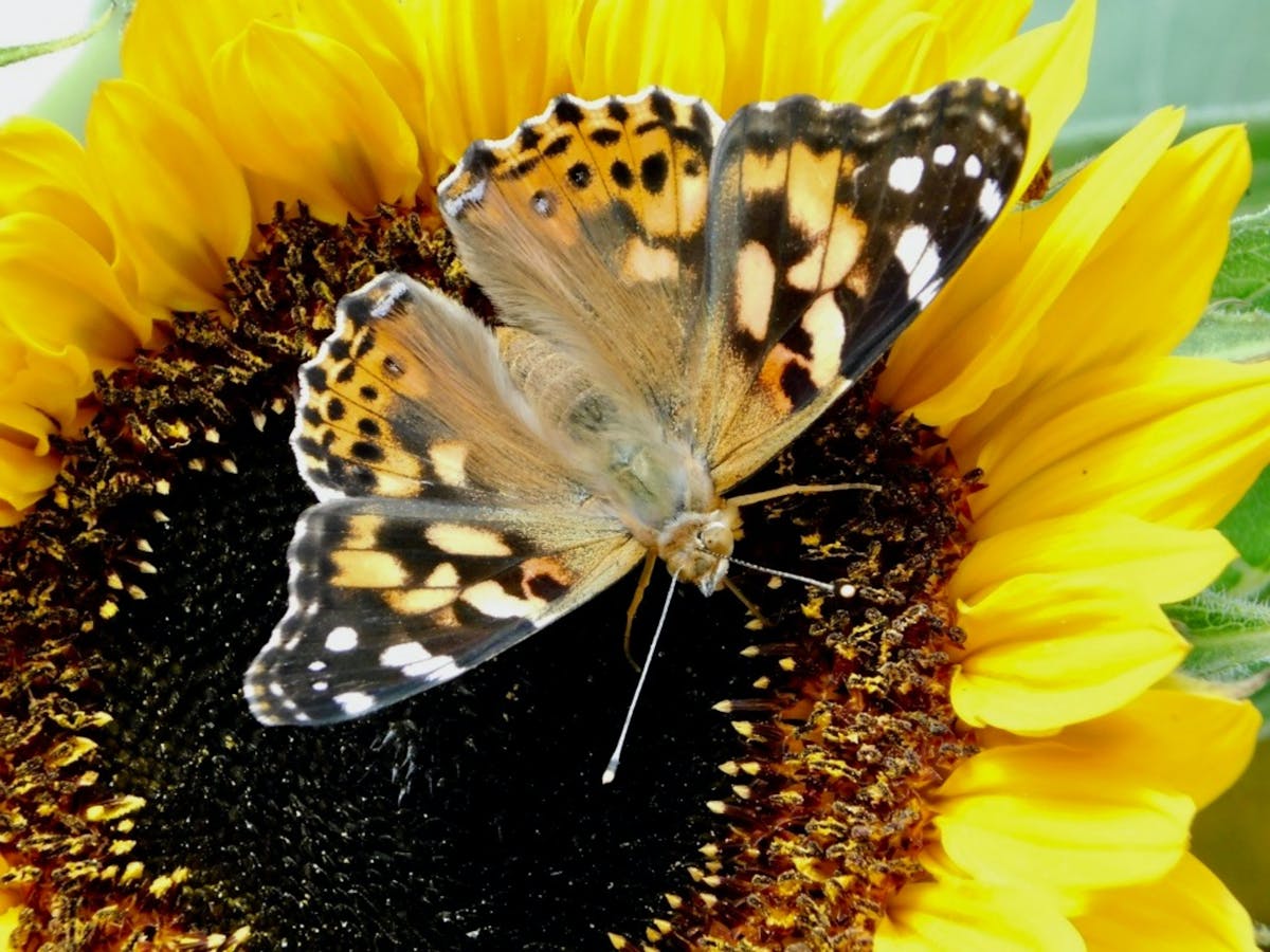 Butterfly Sunflower Photos, Download The BEST Free Butterfly Sunflower ...