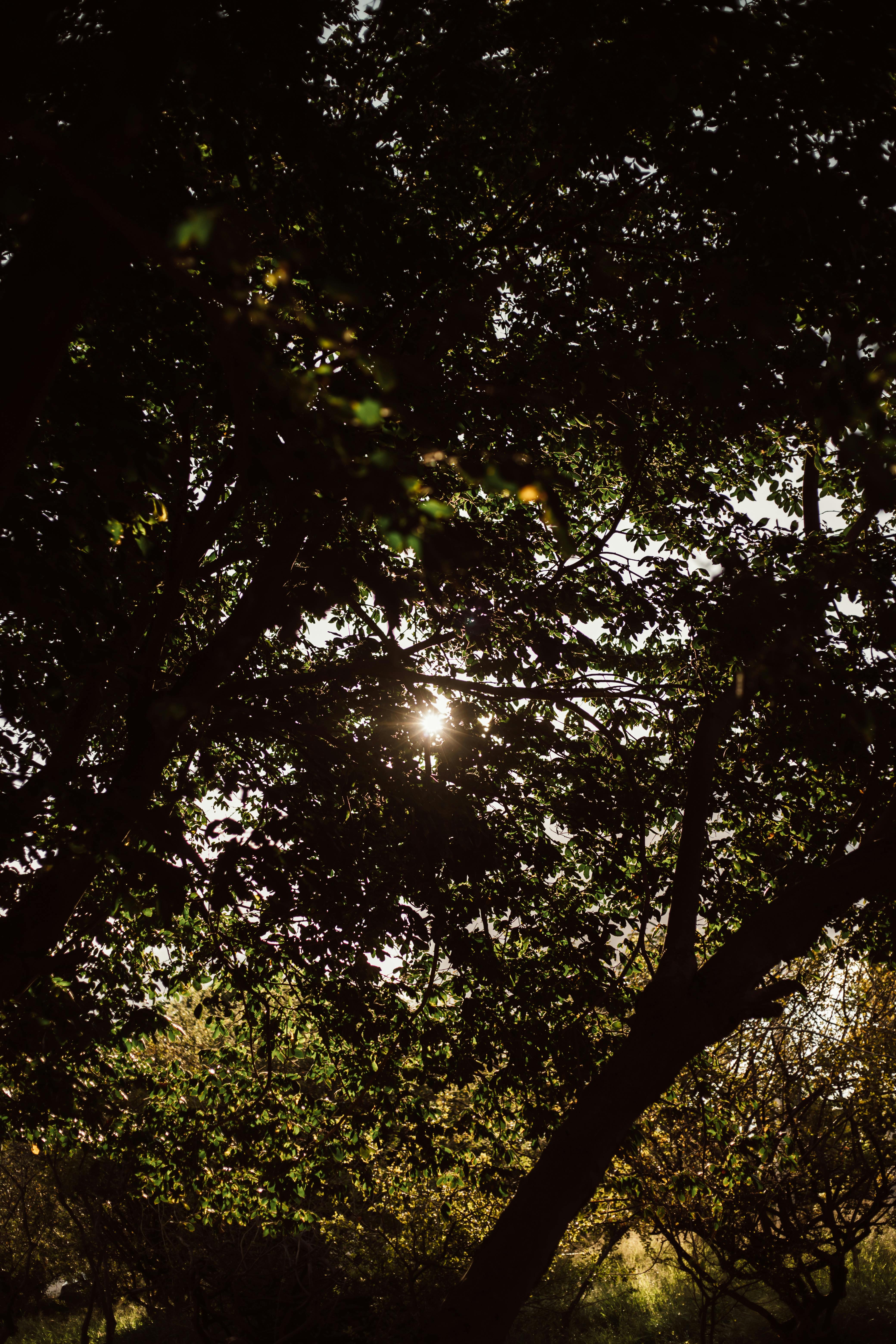 Bench Under Trees · Free Stock Photo