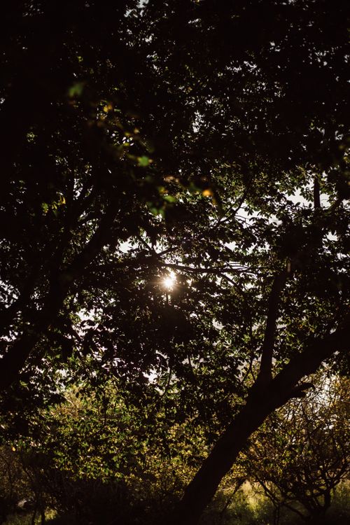 The sun shines through the trees in this photo · Free Stock Photo