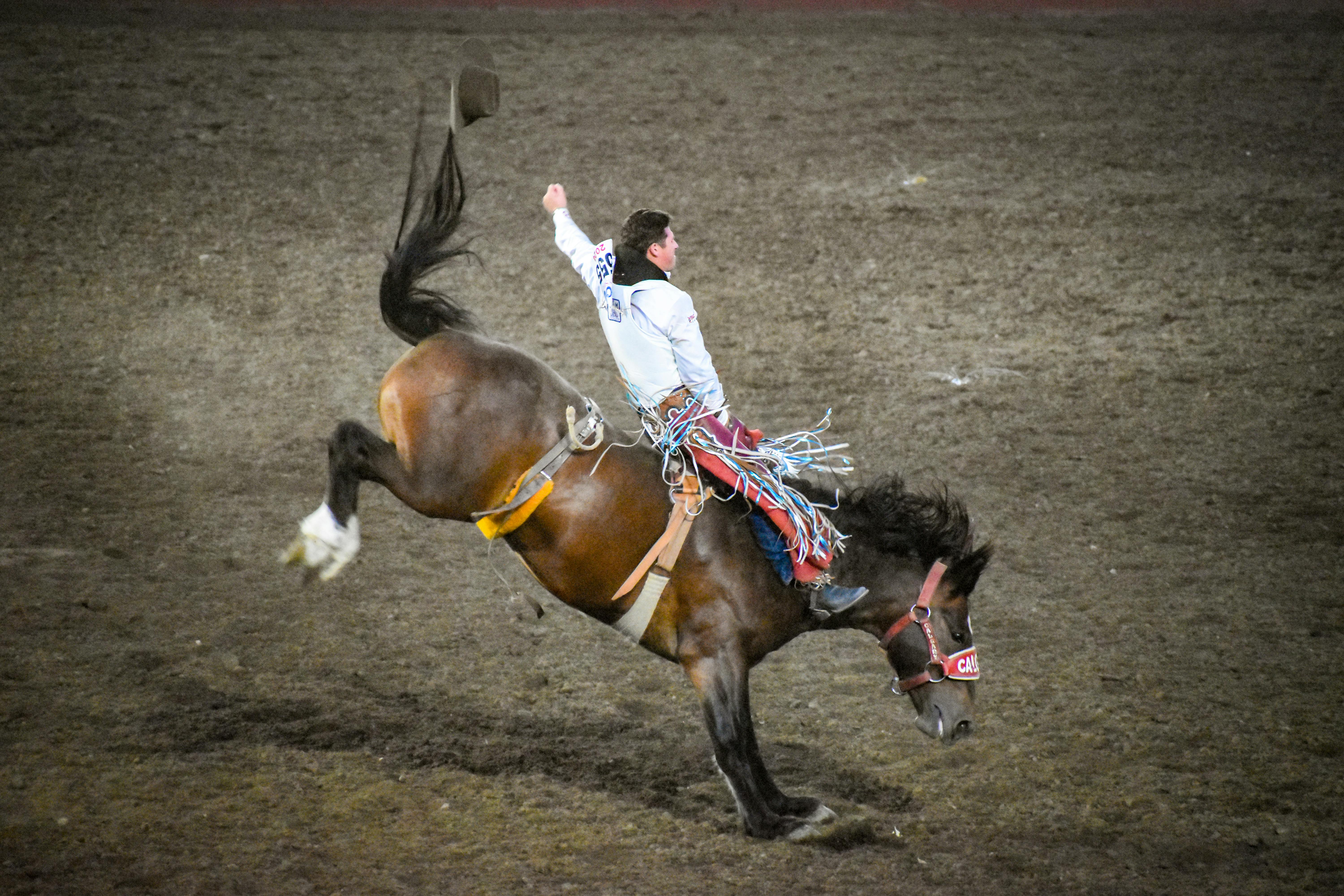 Dynamic Rodeo Ride at Ellensburg Show · Free Stock Photo