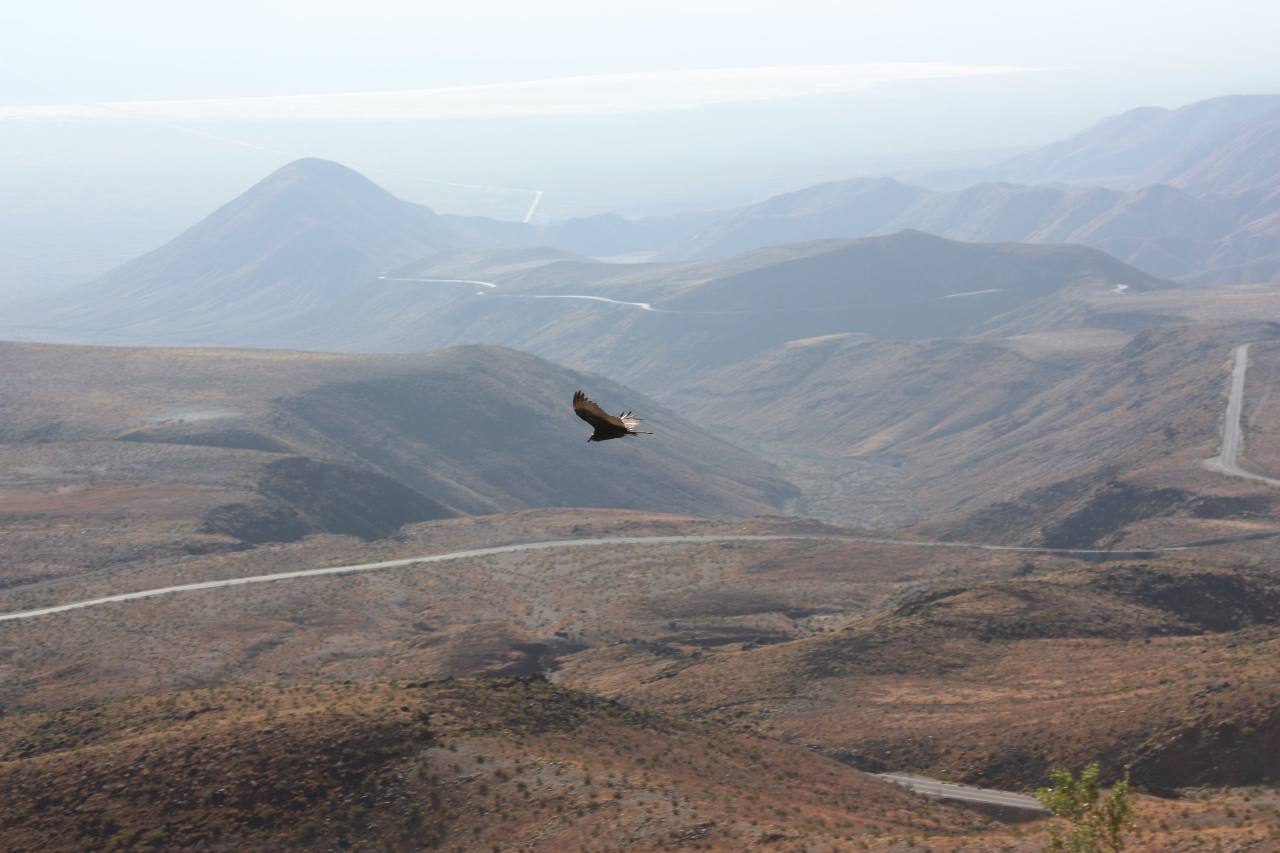 A bird flying over a valley with mountains in the background · Free ...