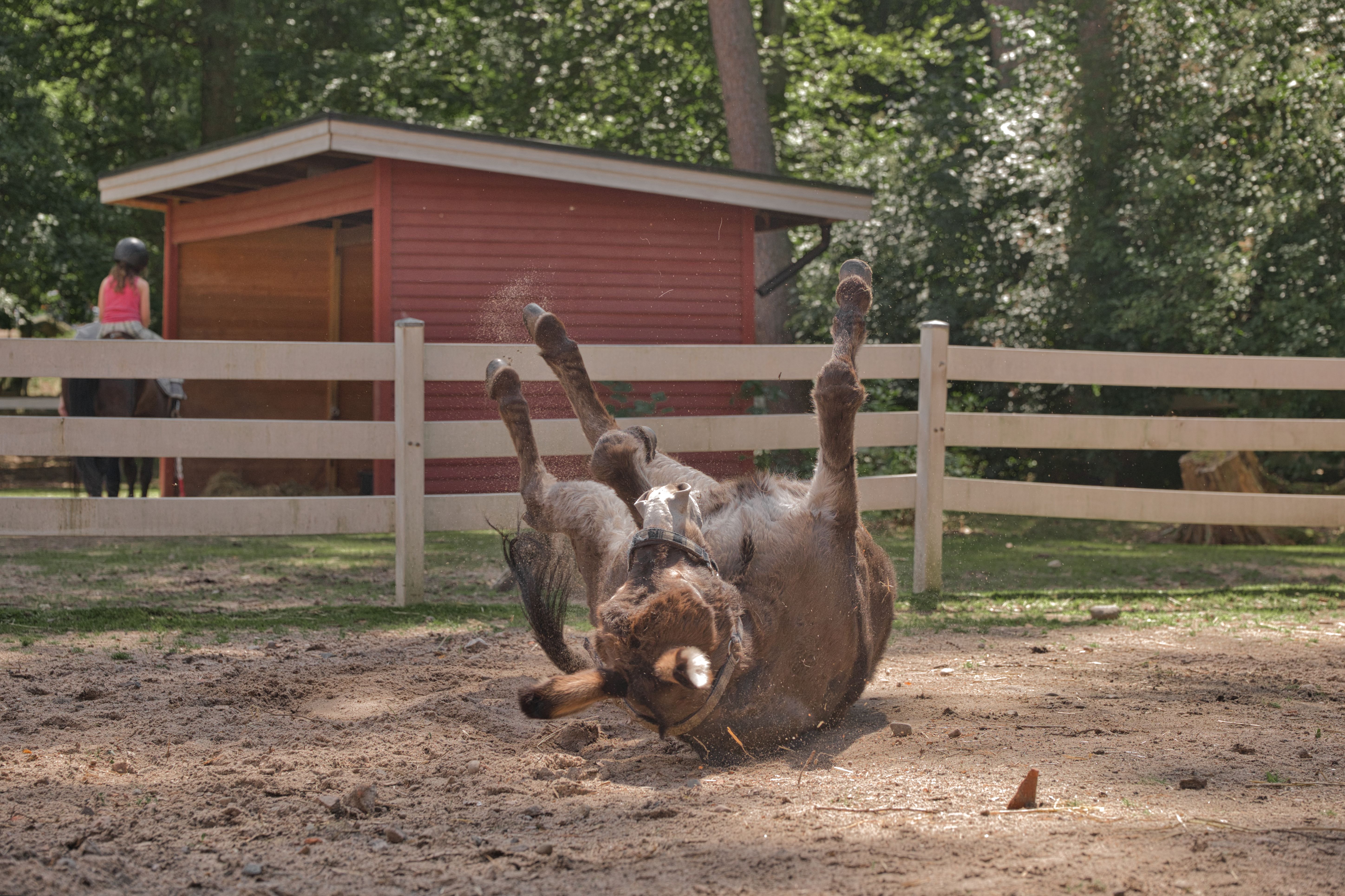Donkey · Free Stock Photo