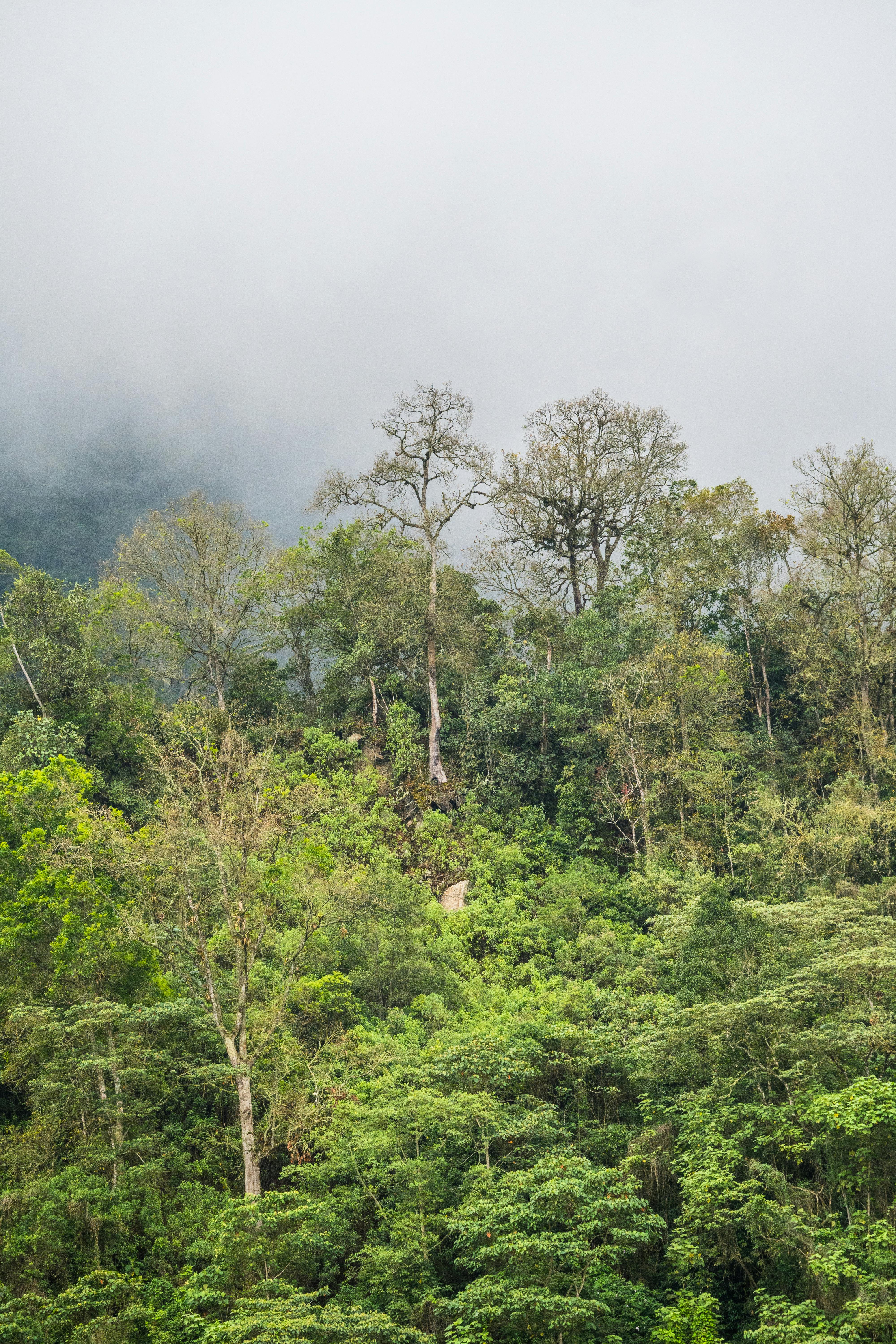 Bosque · Free Stock Photo