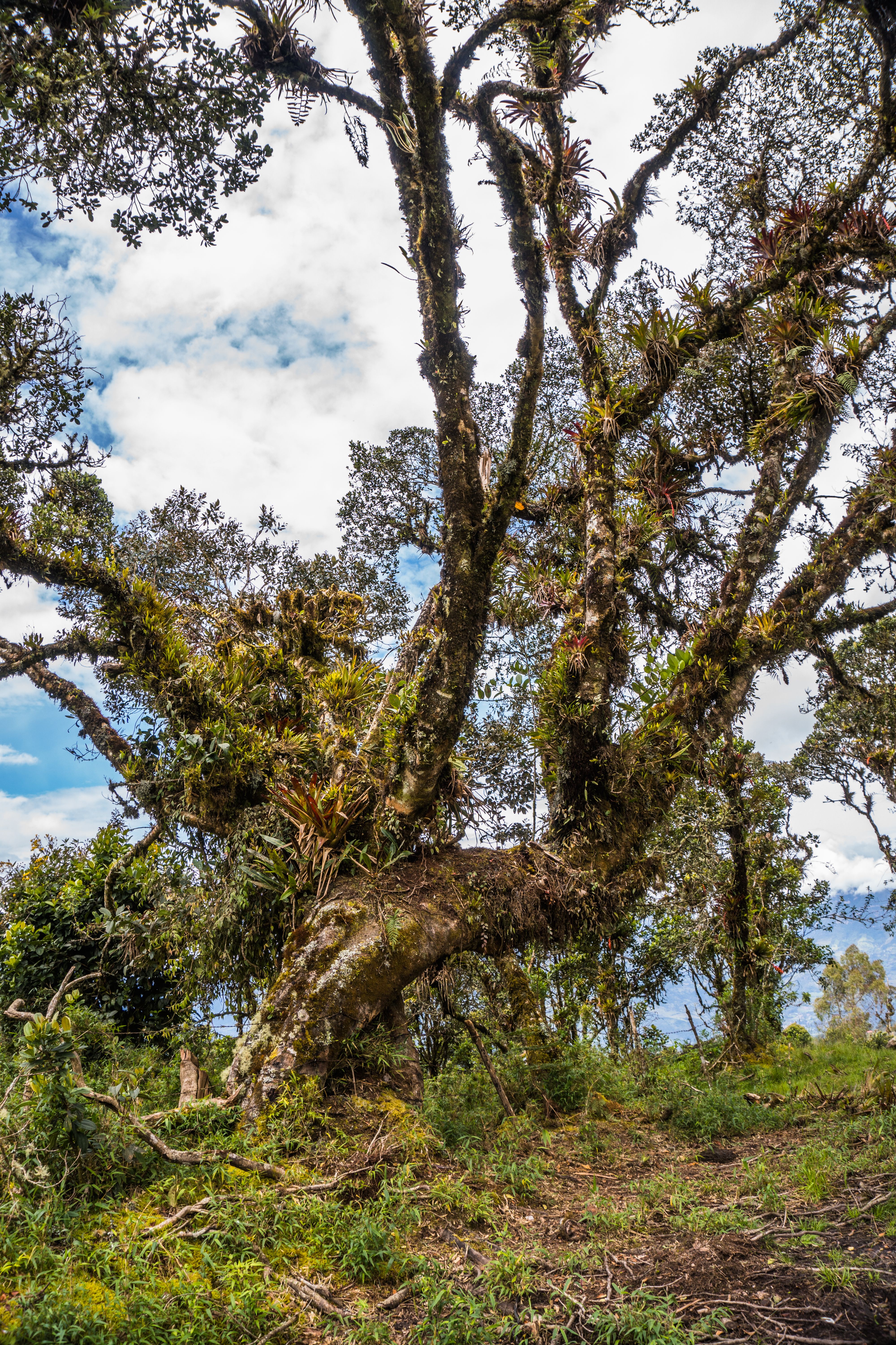 Árbol · Free Stock Photo