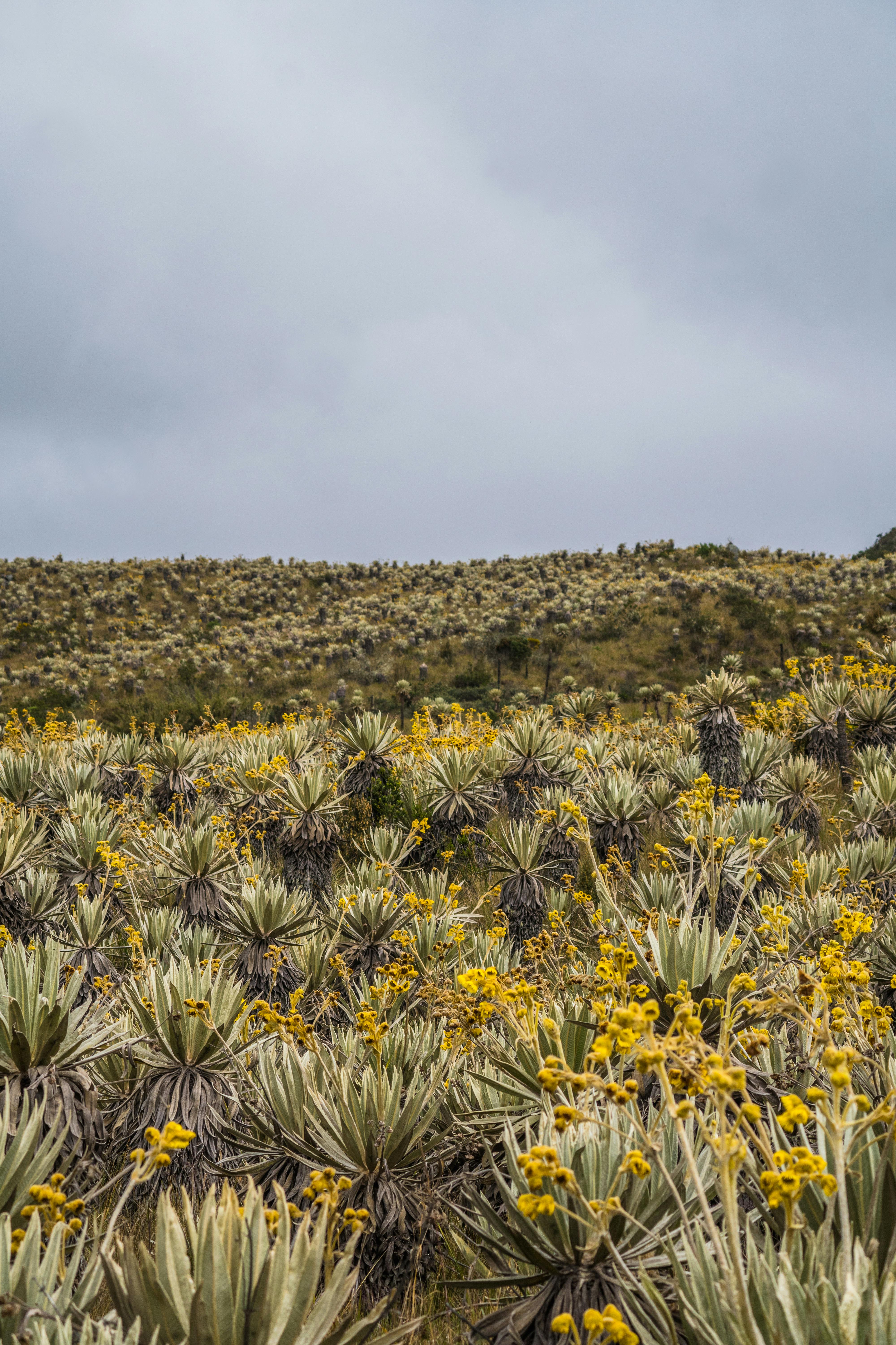 Páramo · Free Stock Photo