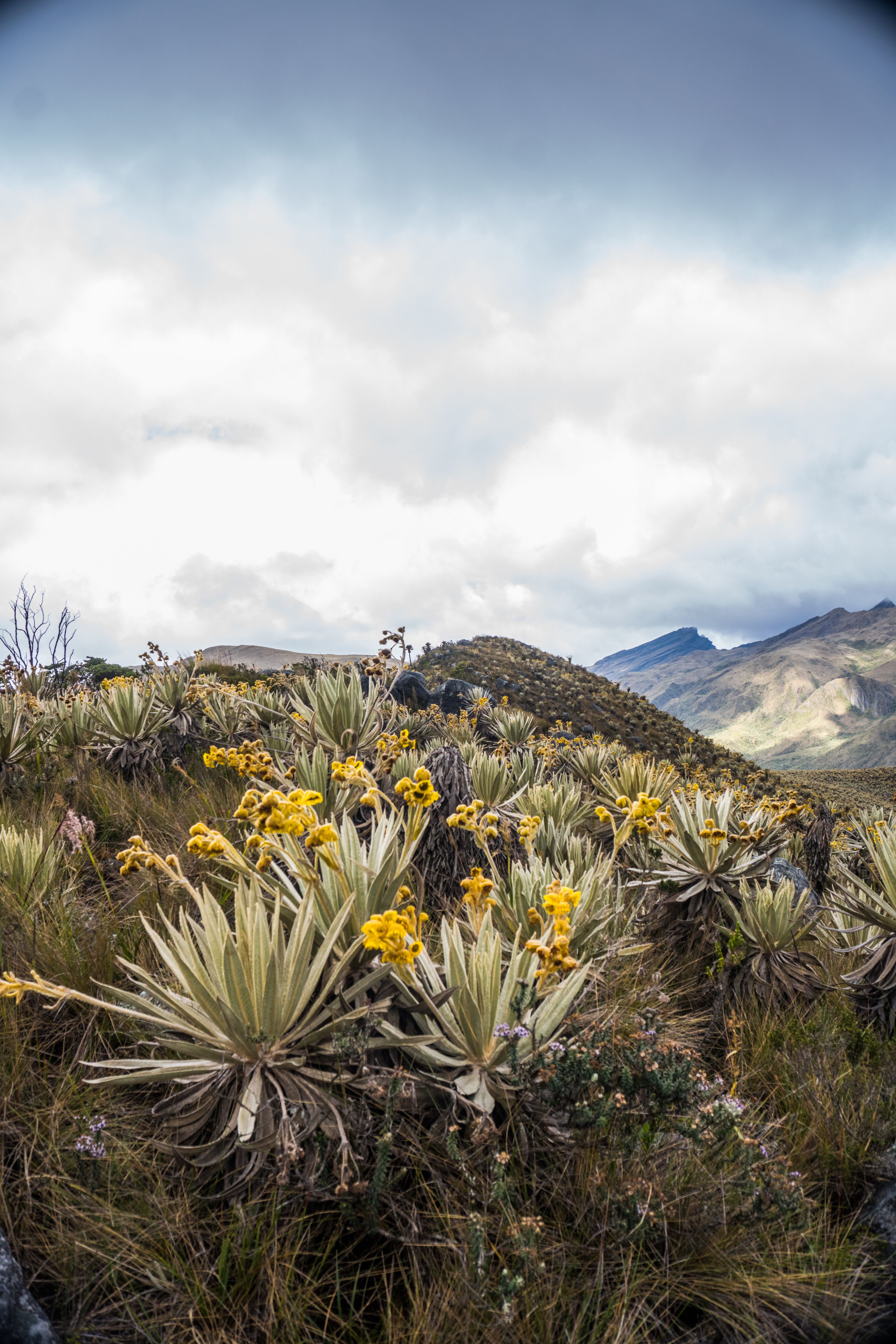 Páramo · Free Stock Photo