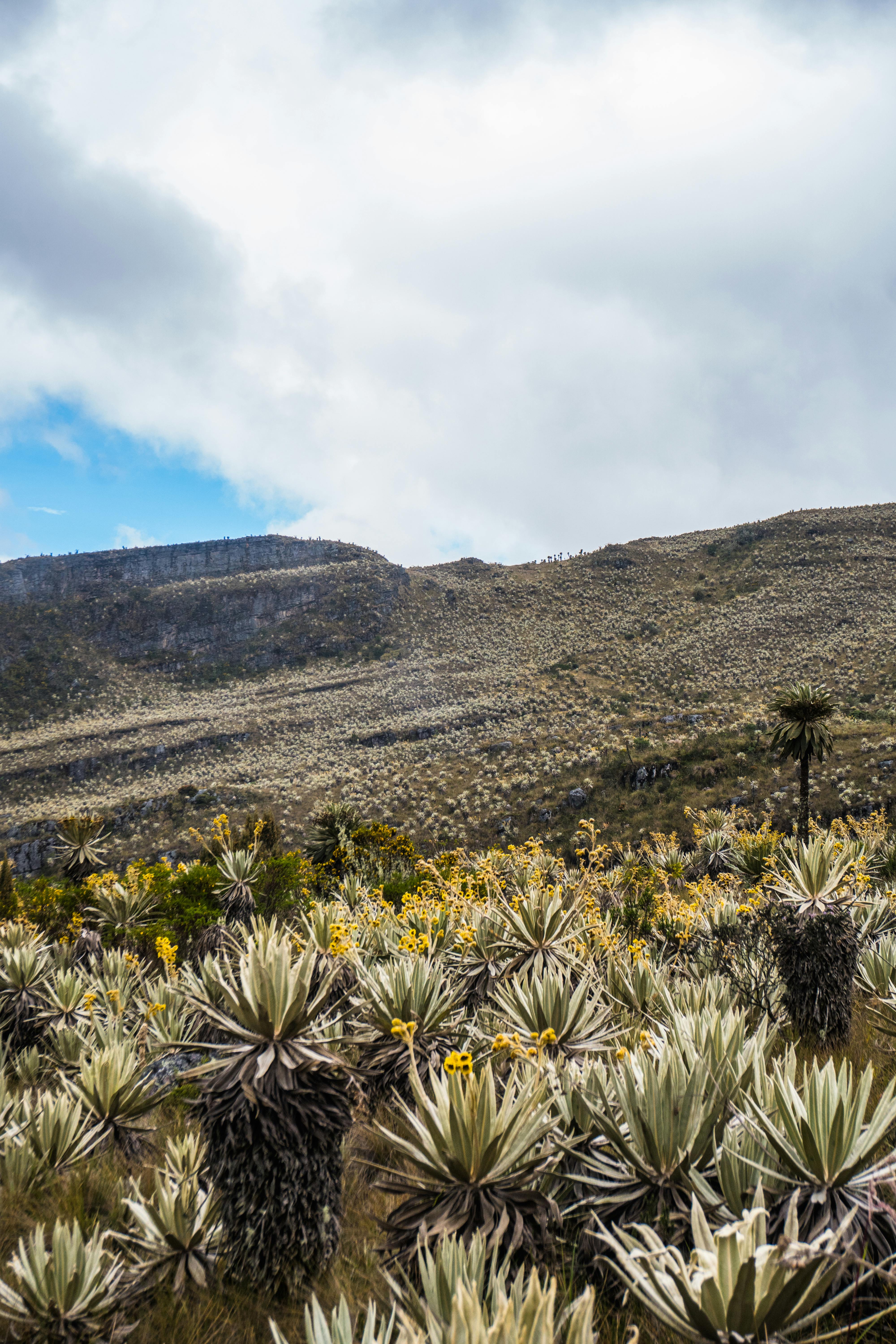 Páramo · Free Stock Photo