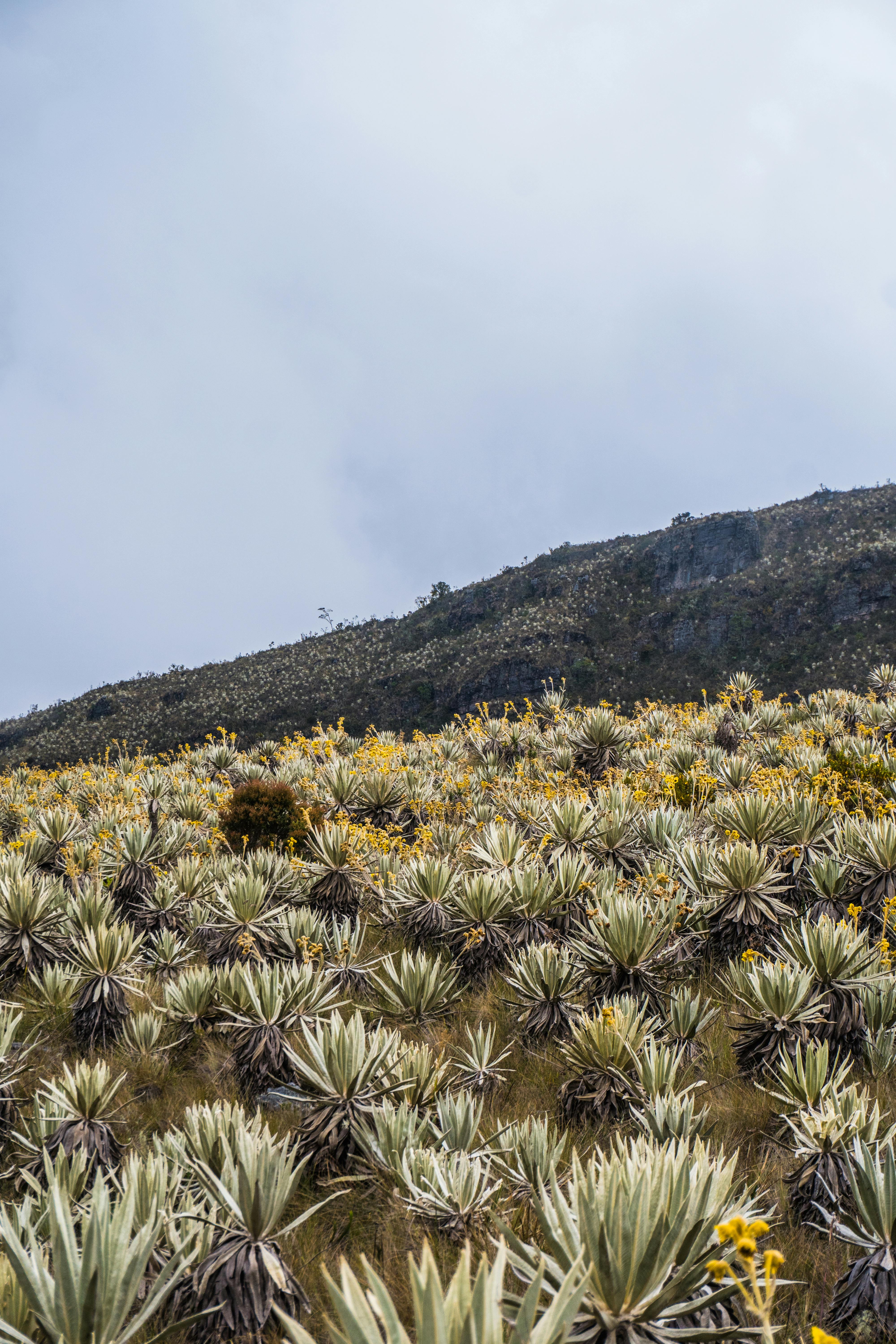 Páramo · Free Stock Photo