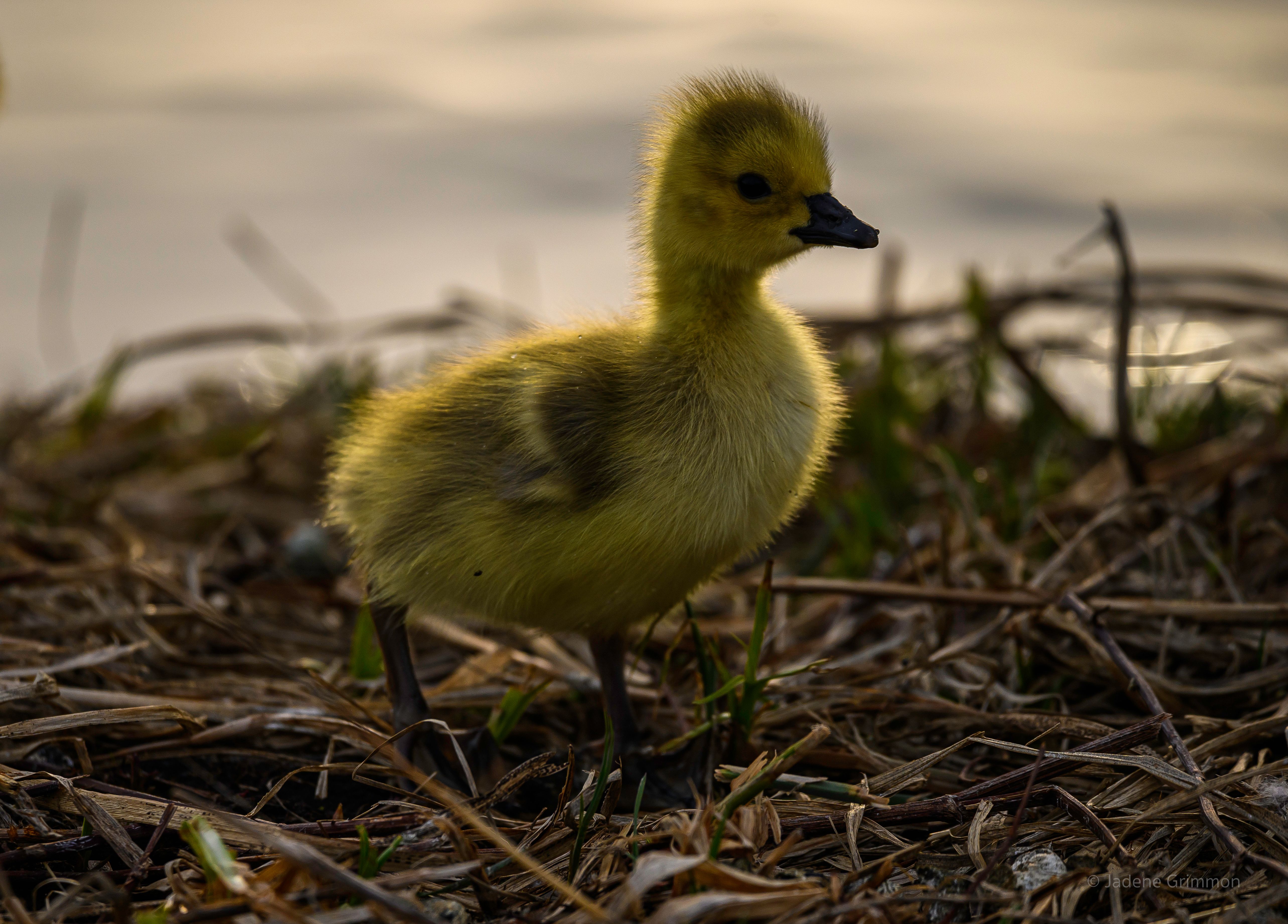 A small duckling standing in the grass · Free Stock Photo