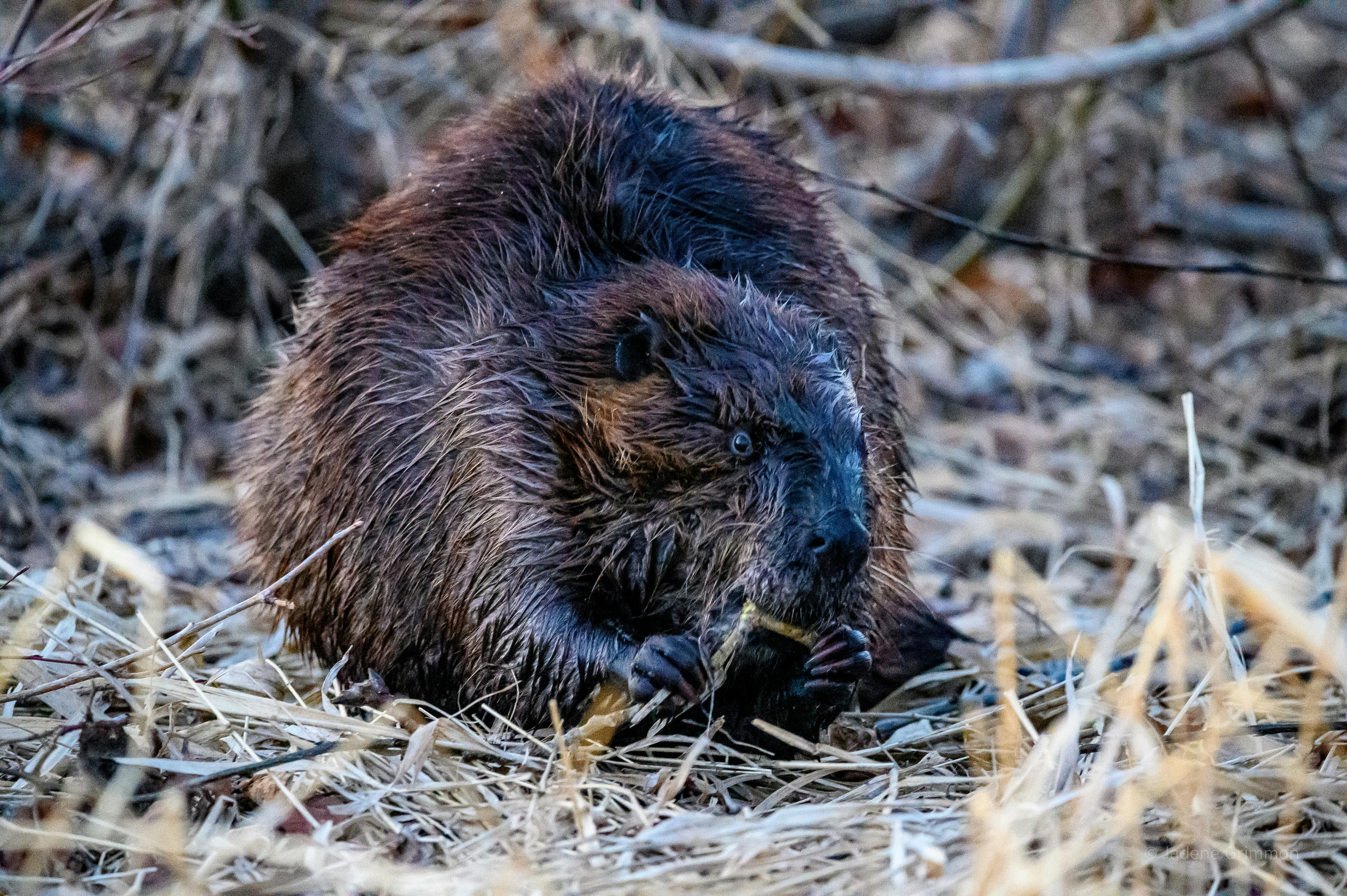 Beaver Teeth Photos, Download The BEST Free Beaver Teeth Stock Photos ...