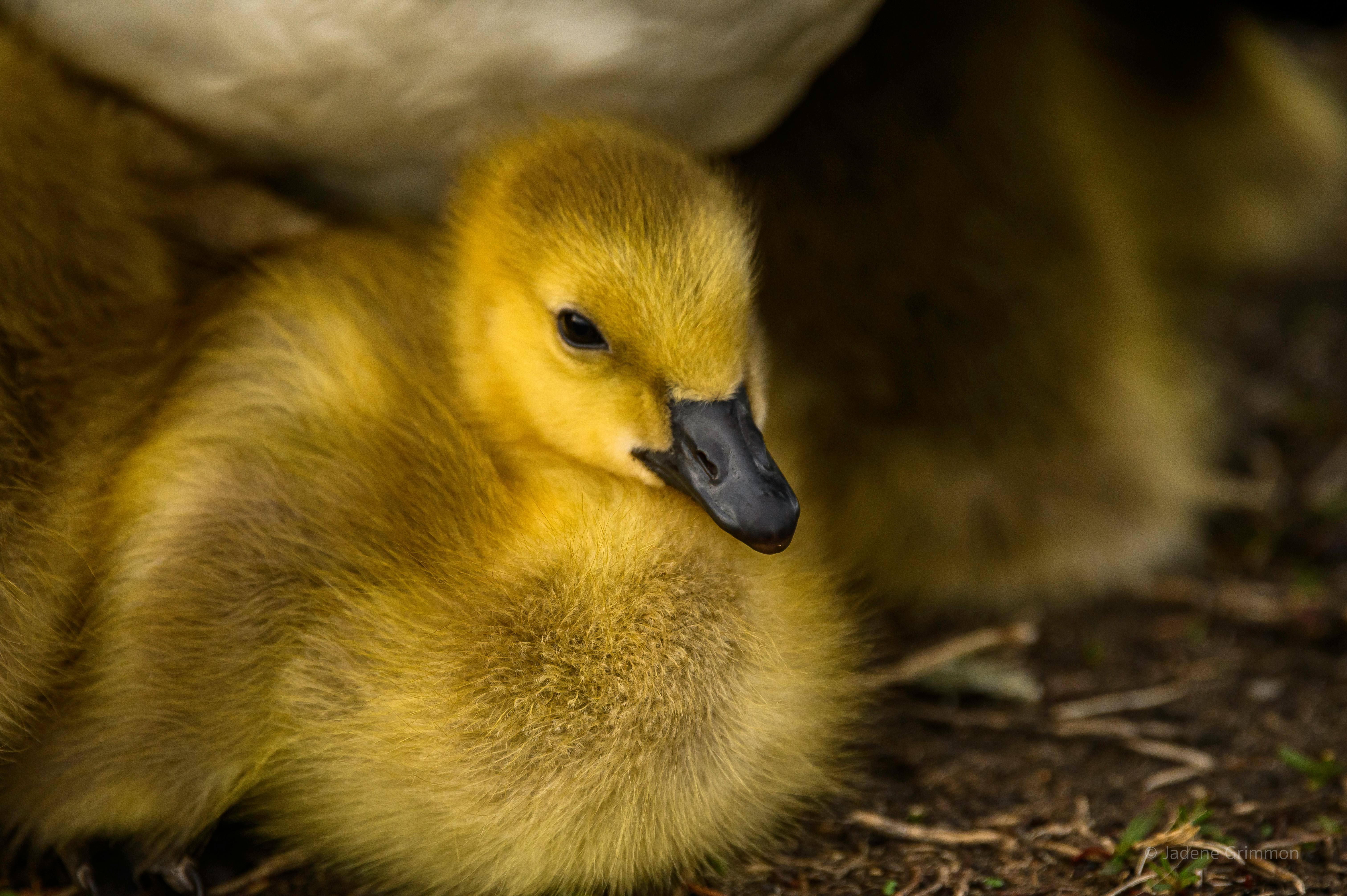 A baby duckling · Free Stock Photo