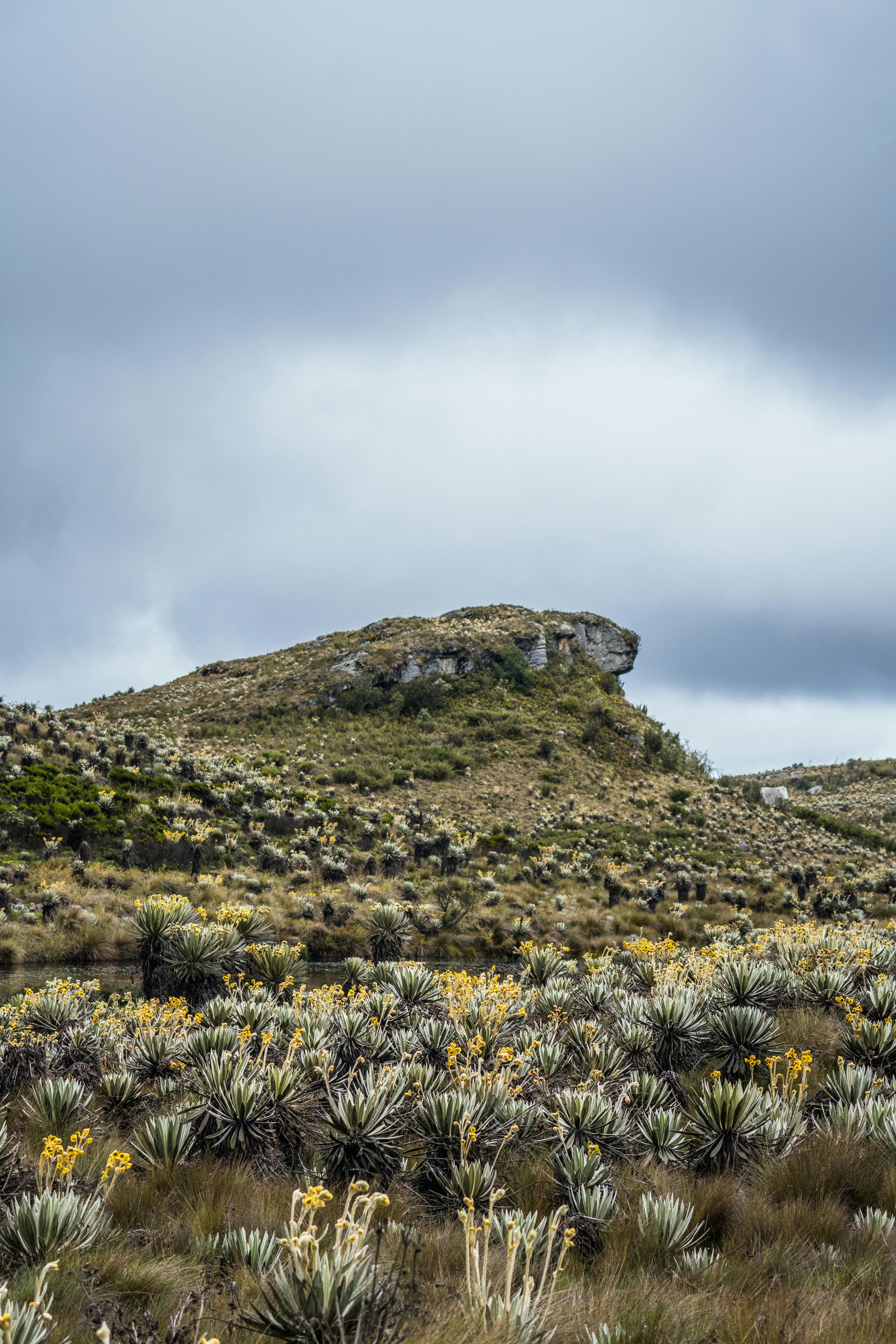 Páramo de Sumapaz · Free Stock Photo