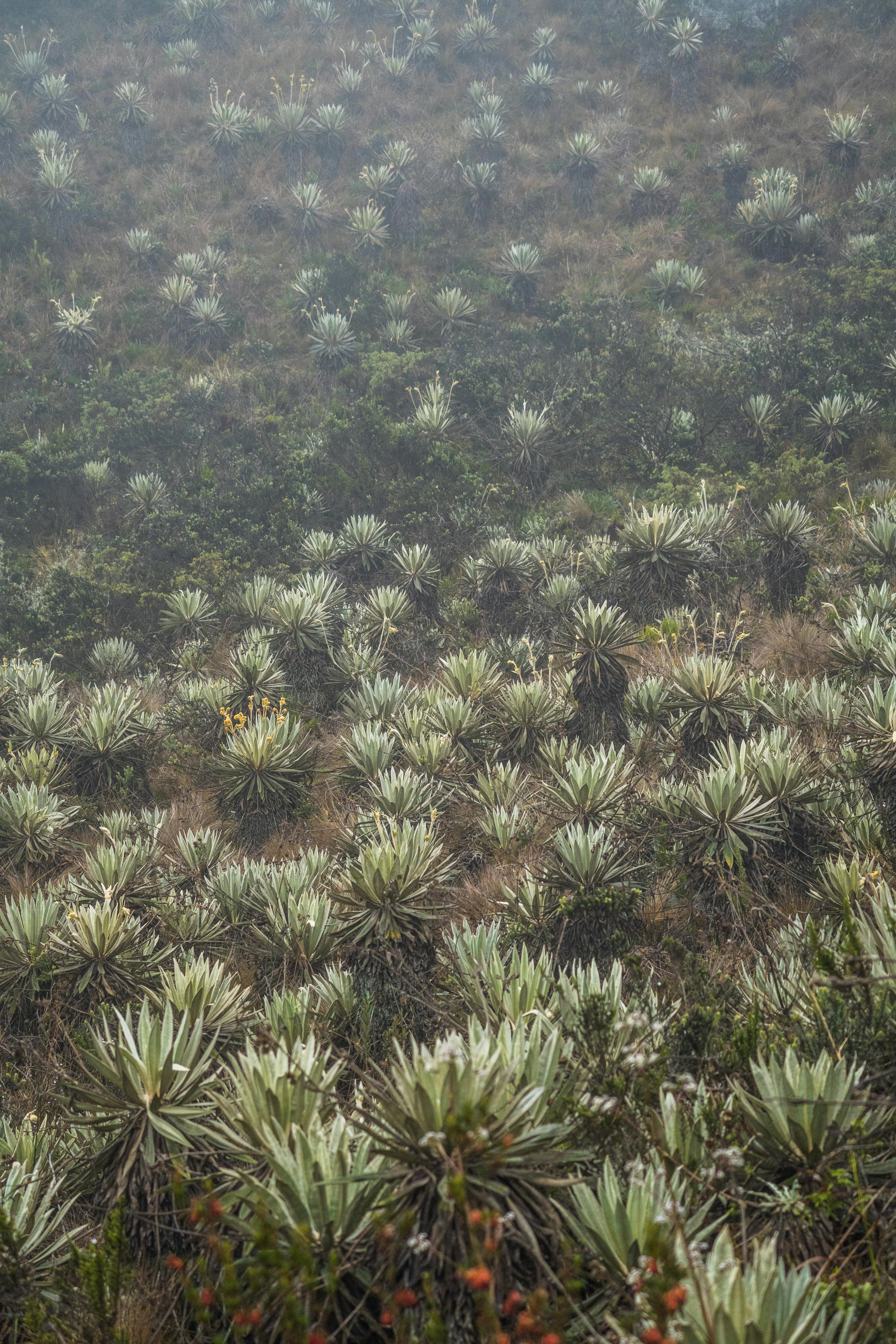 Páramo de Sumapaz · Free Stock Photo