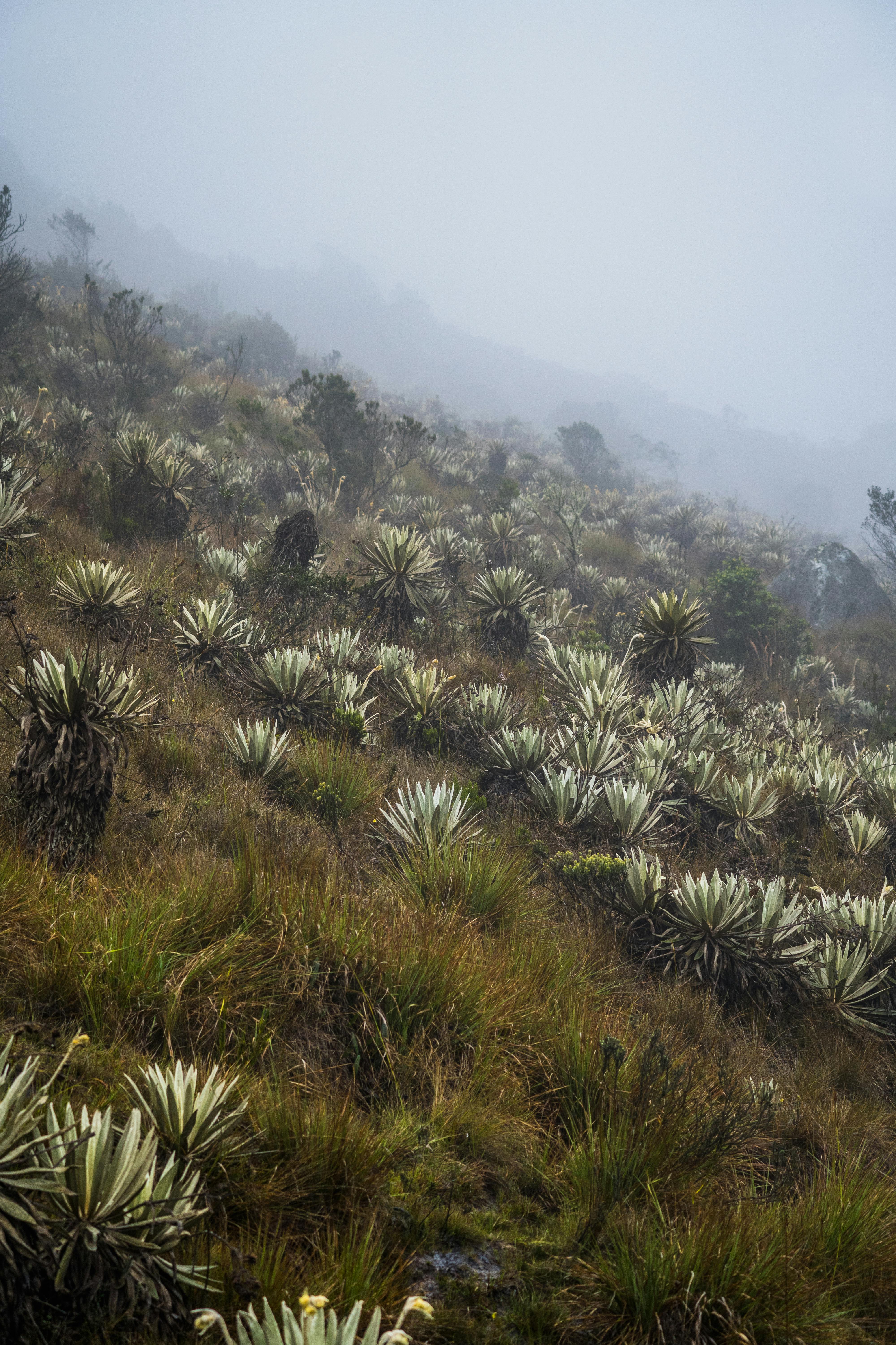 Páramo de Sumapaz · Free Stock Photo