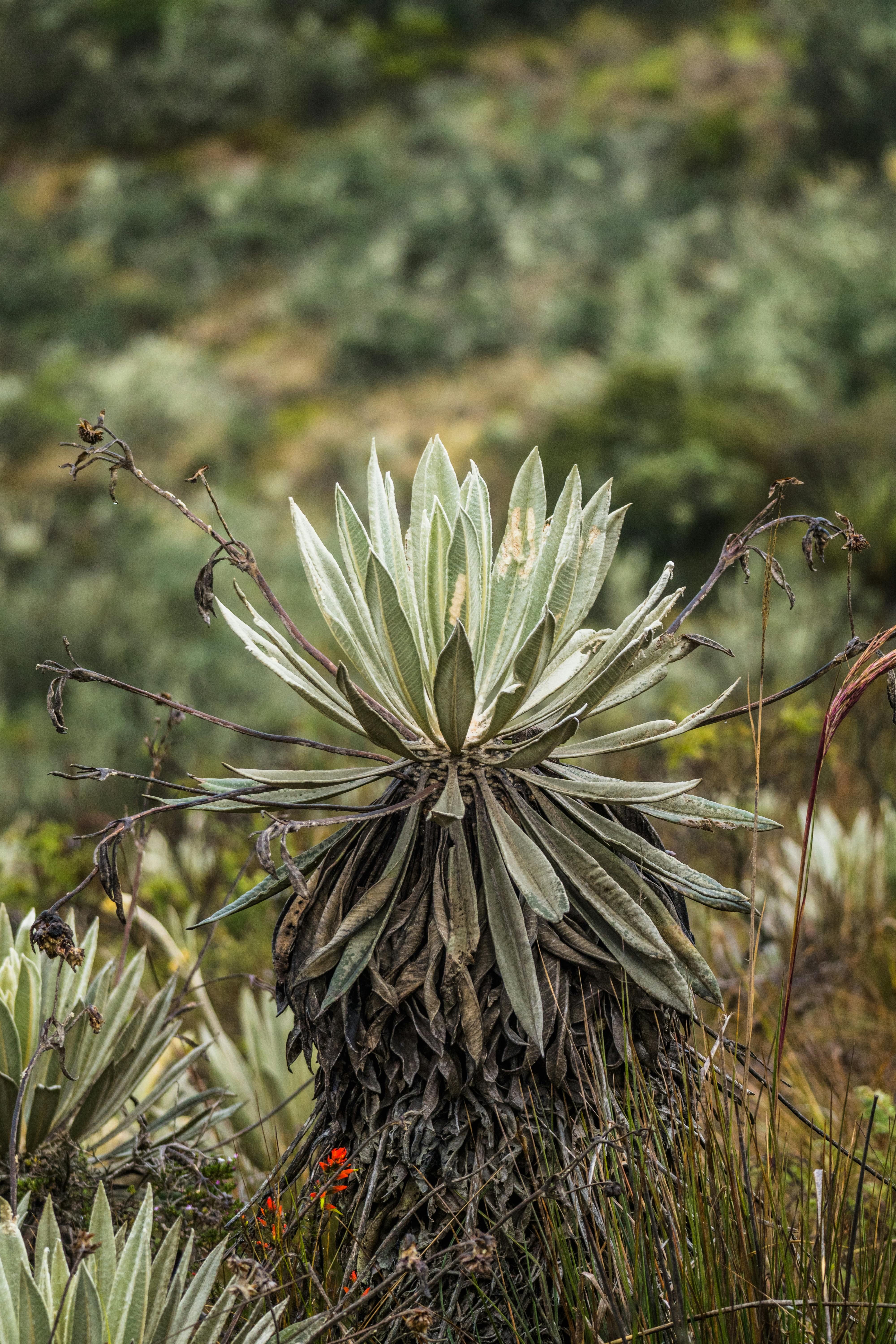 Páramo de Sumapaz · Free Stock Photo
