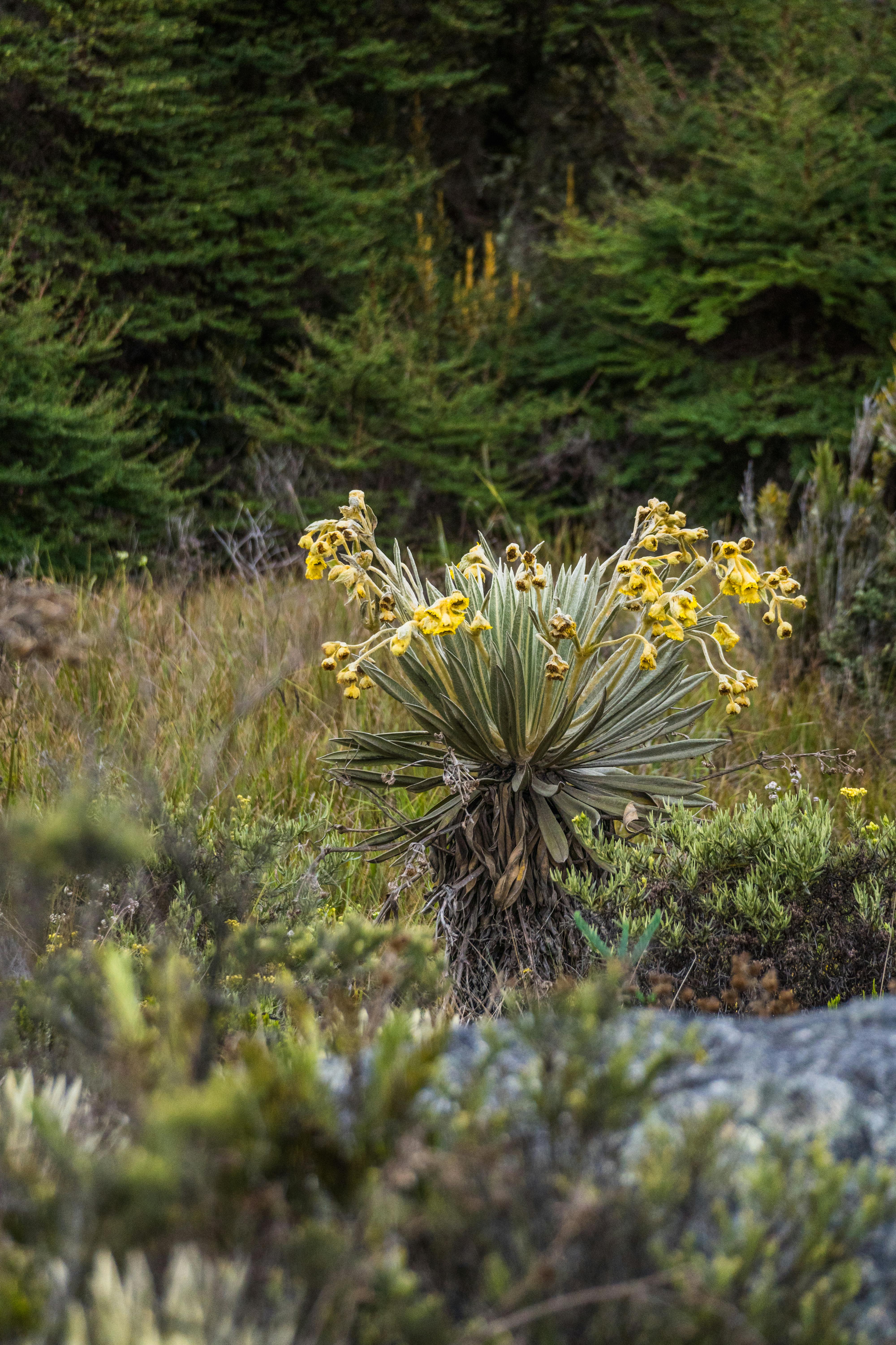 Colombian Ecosystem Photos, Download The BEST Free Colombian Ecosystem ...