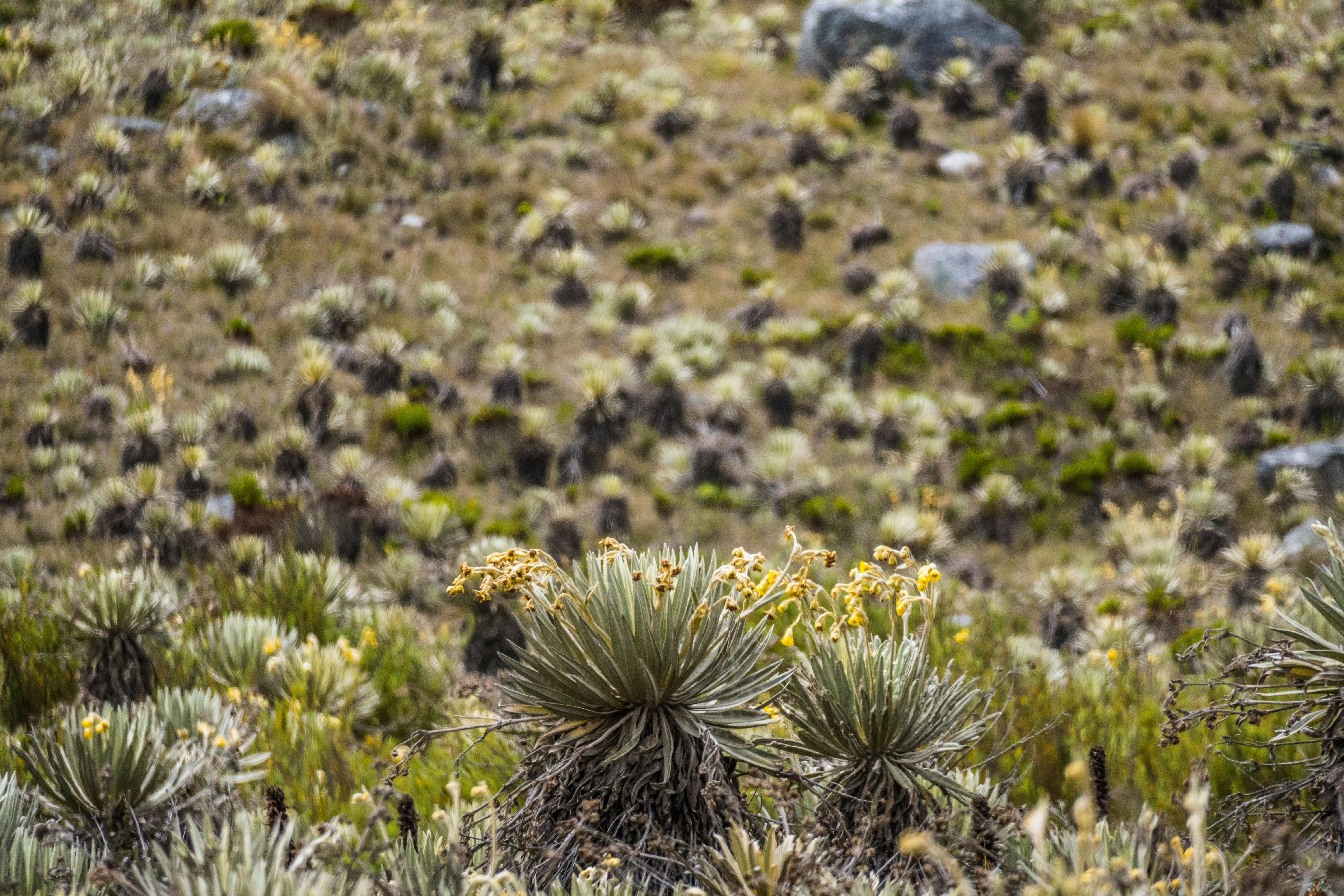 Foto de stock gratuita sobre al aire libre, alta altitud, amante de la ...