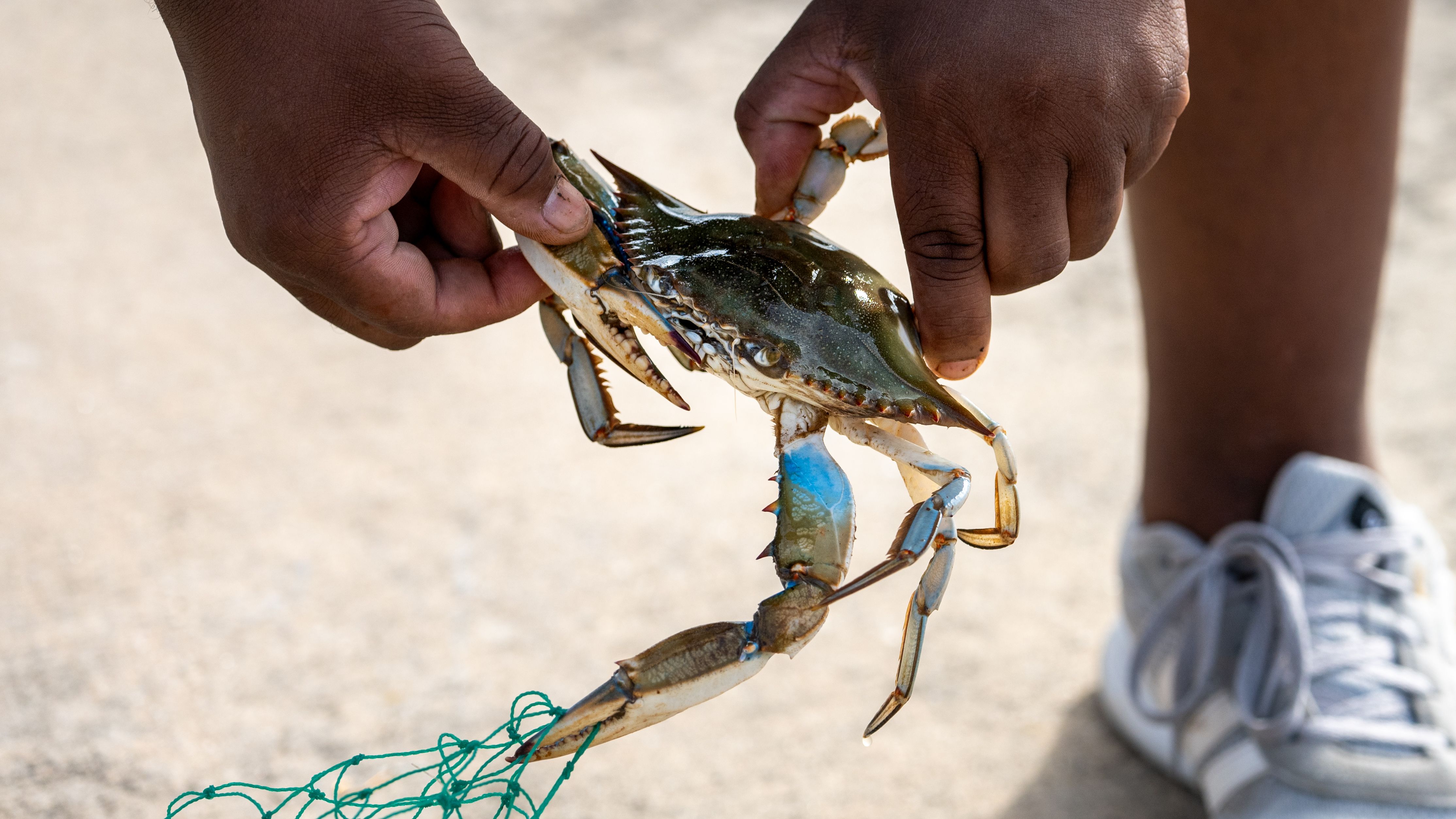 Hand Crab Photos, Download The BEST Free Hand Crab Stock Photos & HD Images