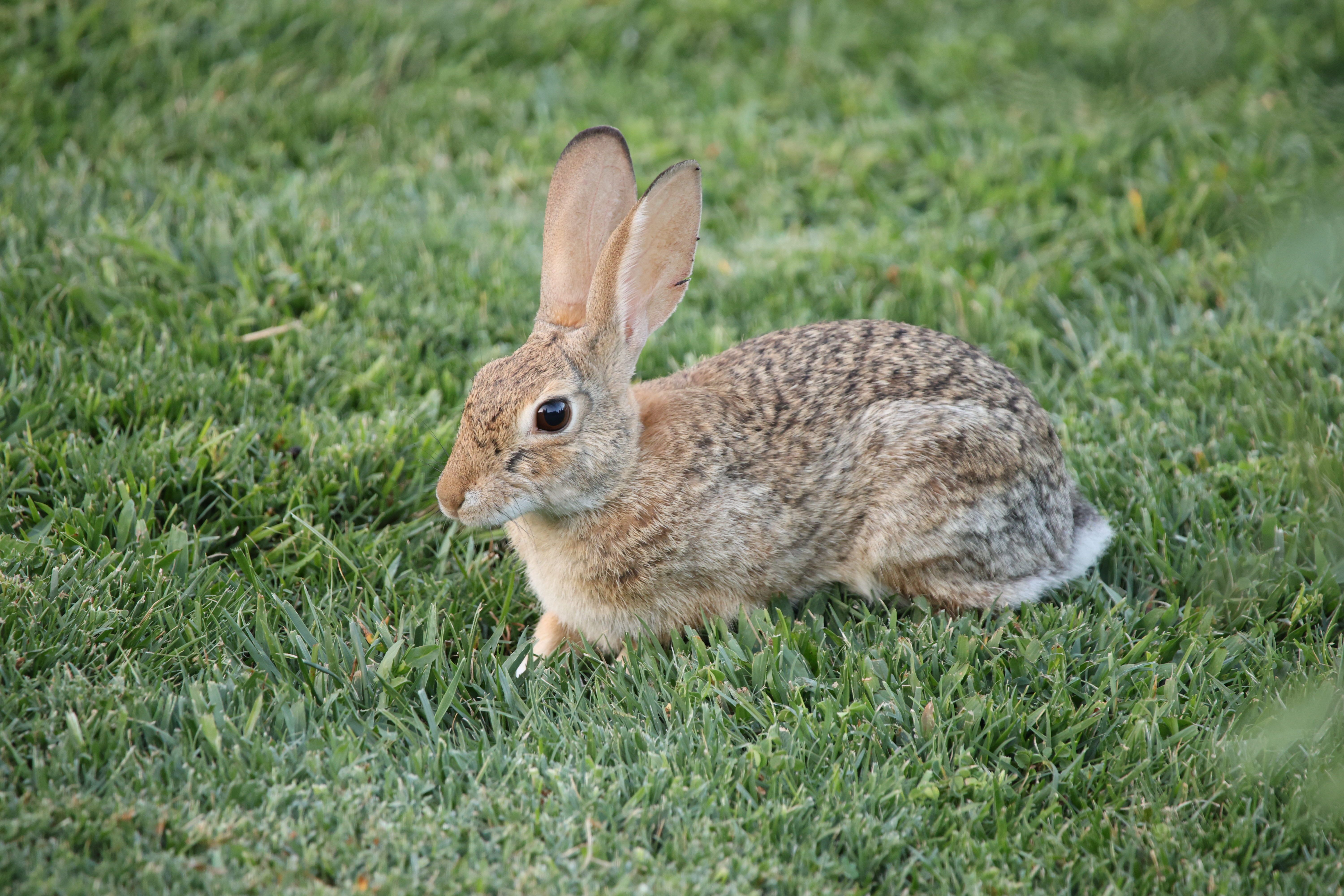 A rabbit sitting in the grass with its ears up · Free Stock Photo