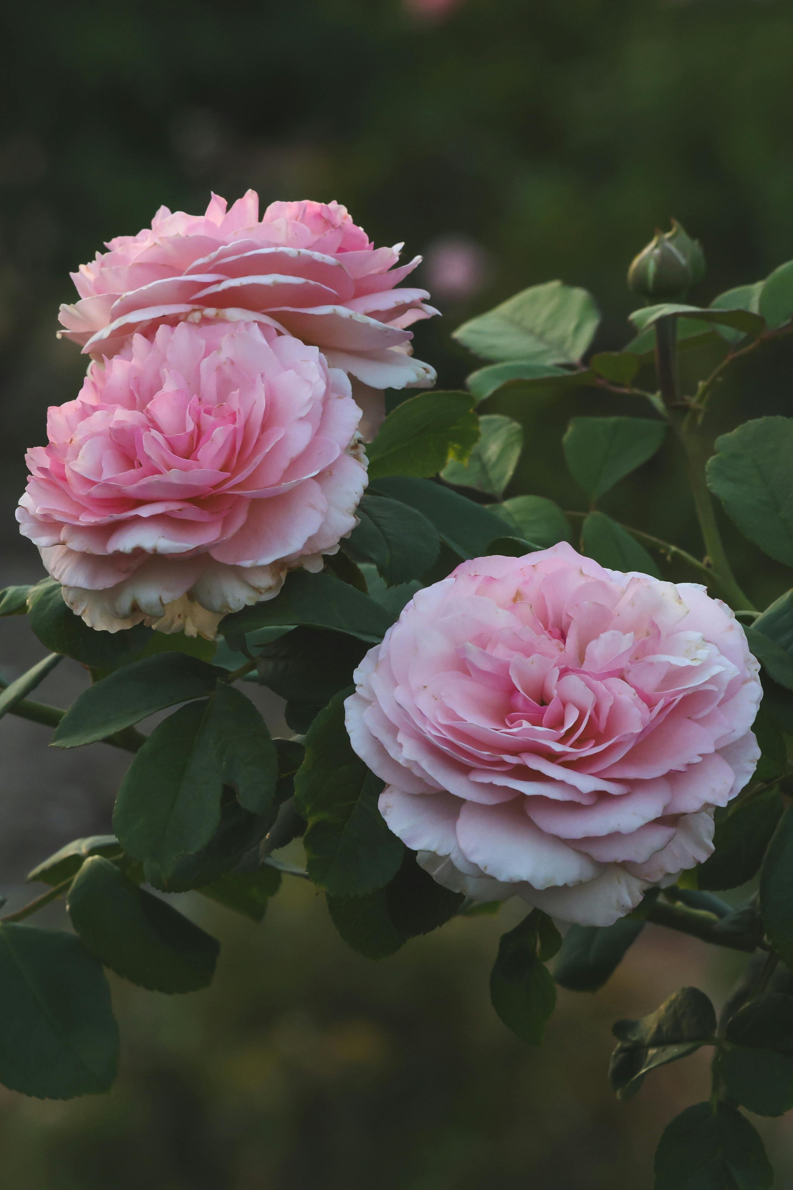 Pink Roses in Clear Glass Vase · Free Stock Photo