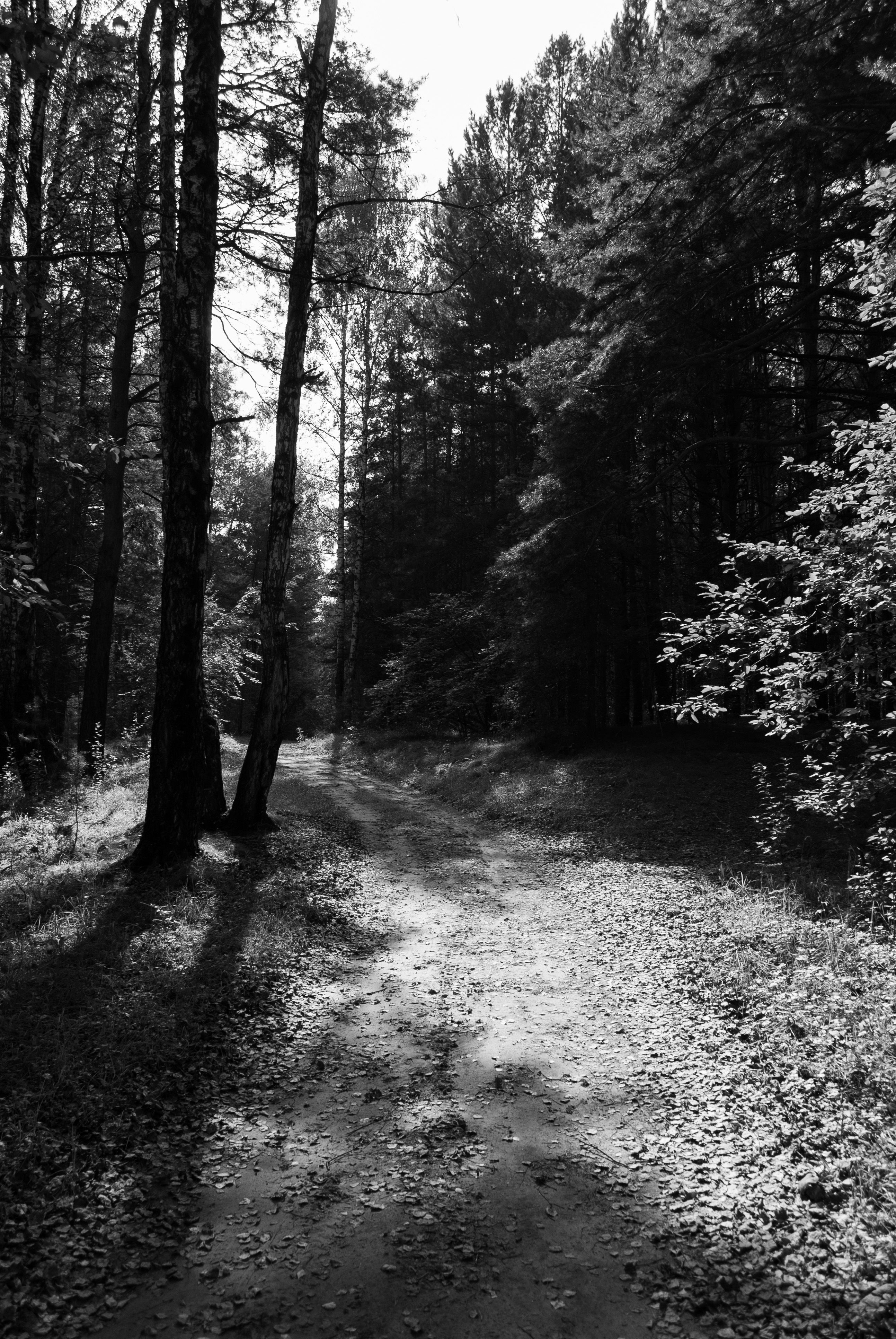 B&W forest mood · Free Stock Photo