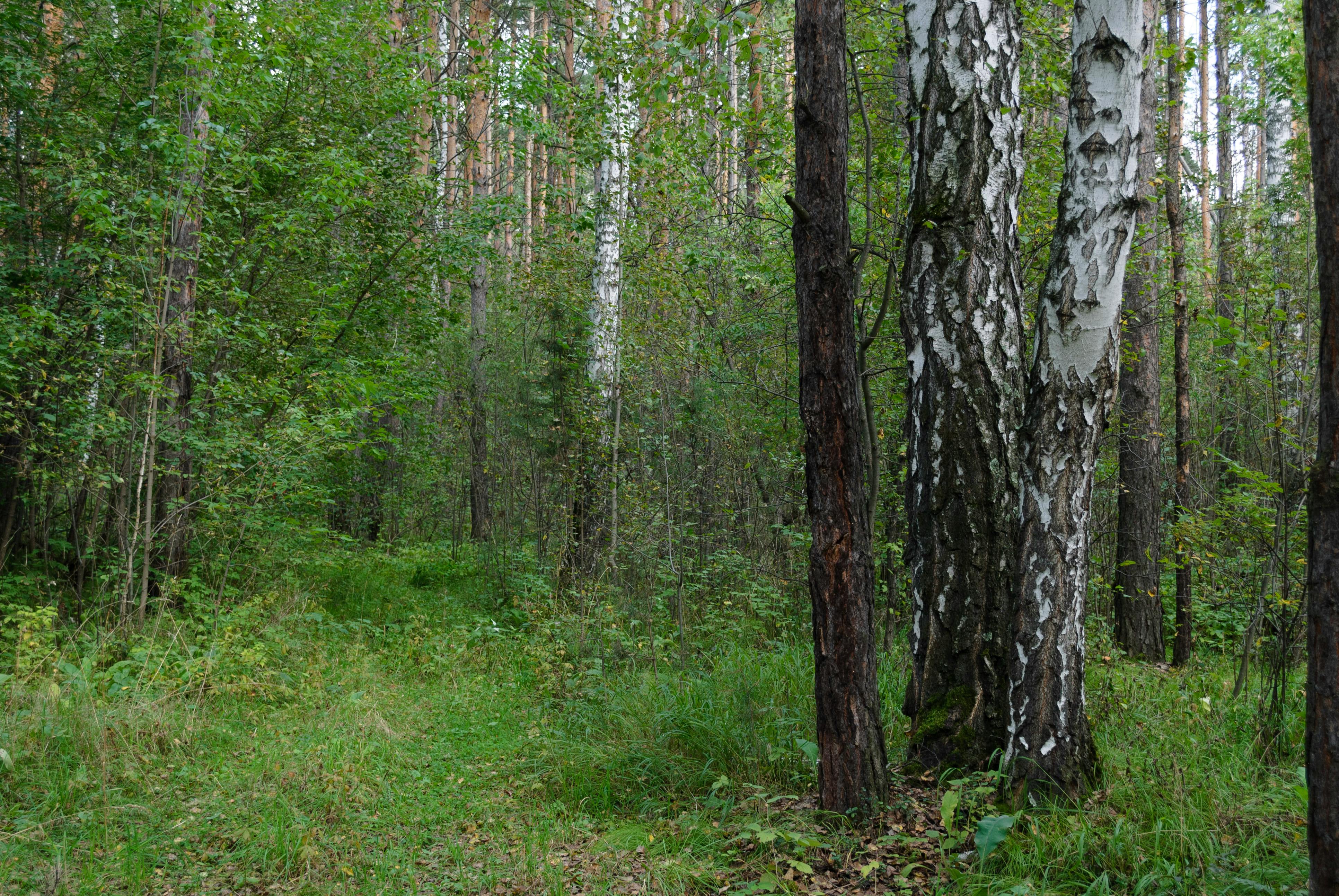 Empty Forest · Free Stock Photo