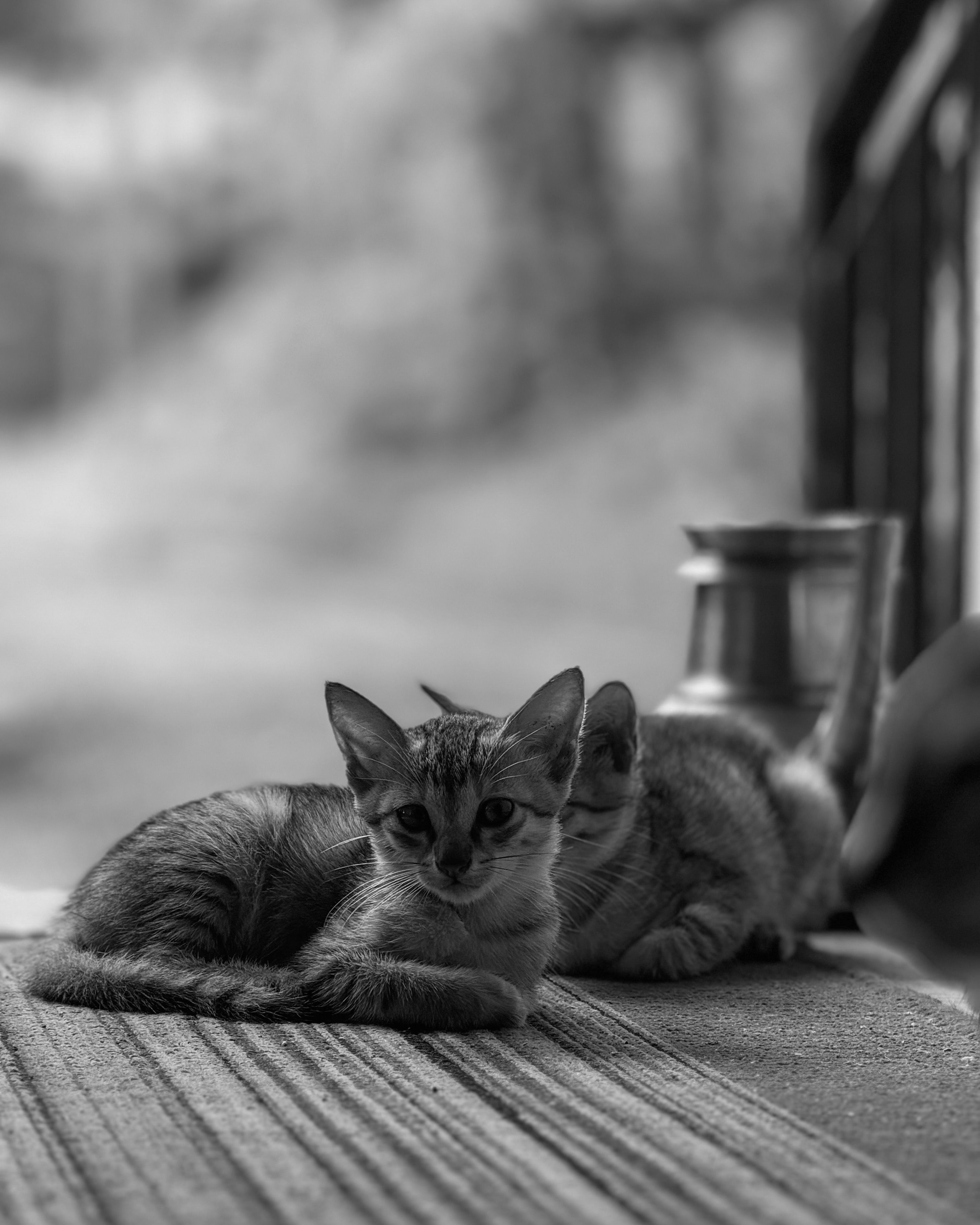 Sibling Cats Photos, Download The BEST Free Sibling Cats Stock Photos ...