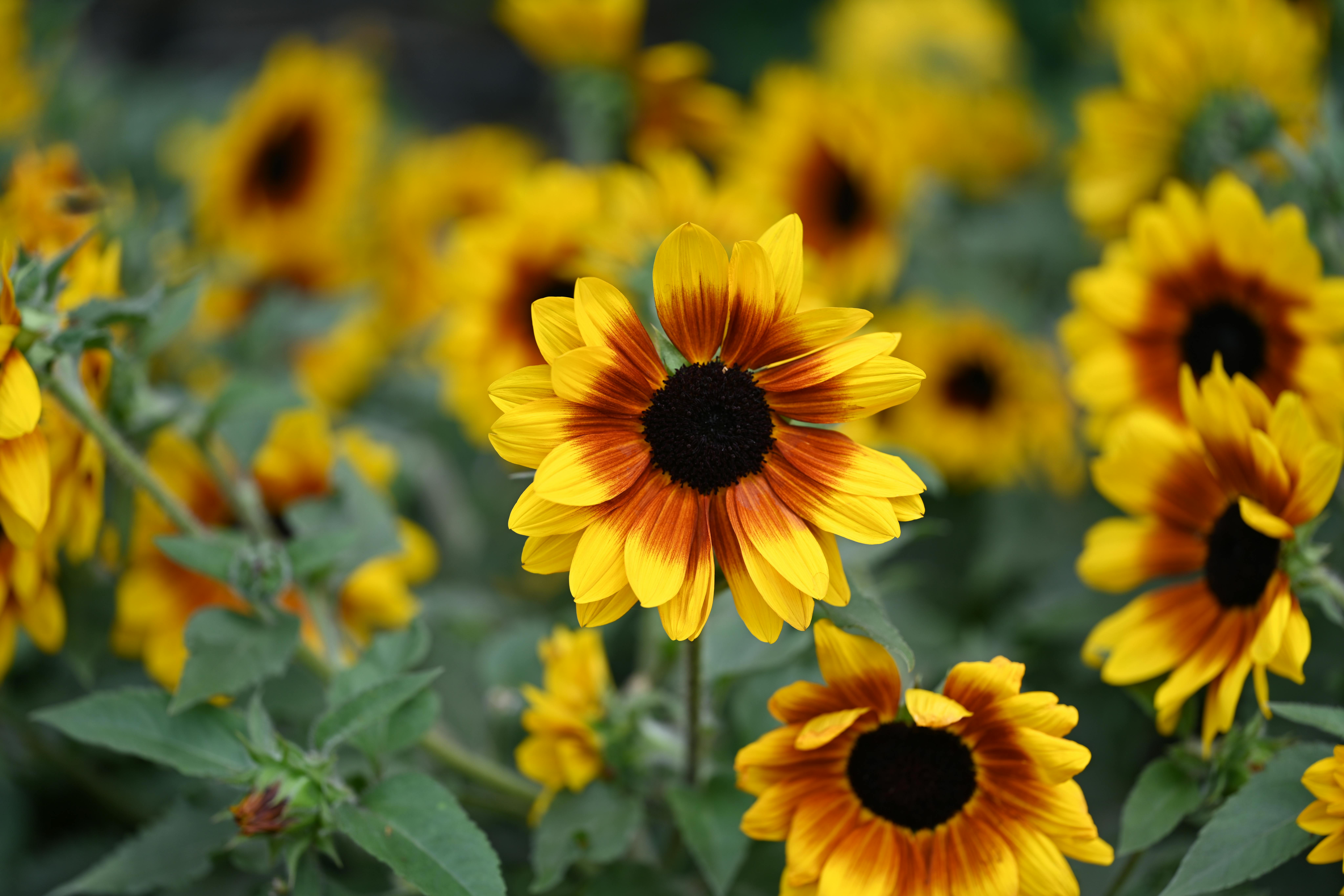 Four Sunflowers in Bloom on Teal Surface · Free Stock Photo