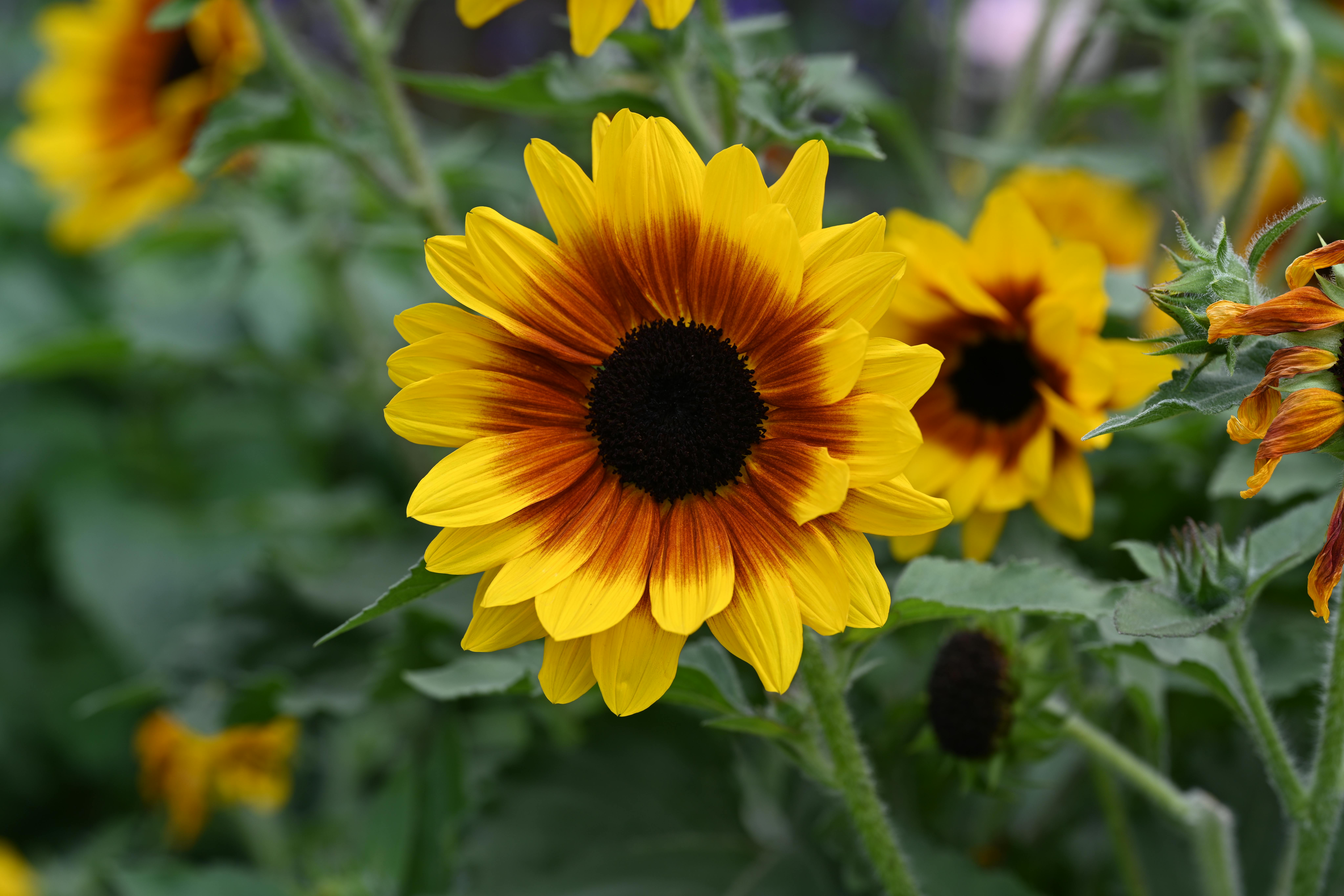 Yellow Sunflowers · Free Stock Photo