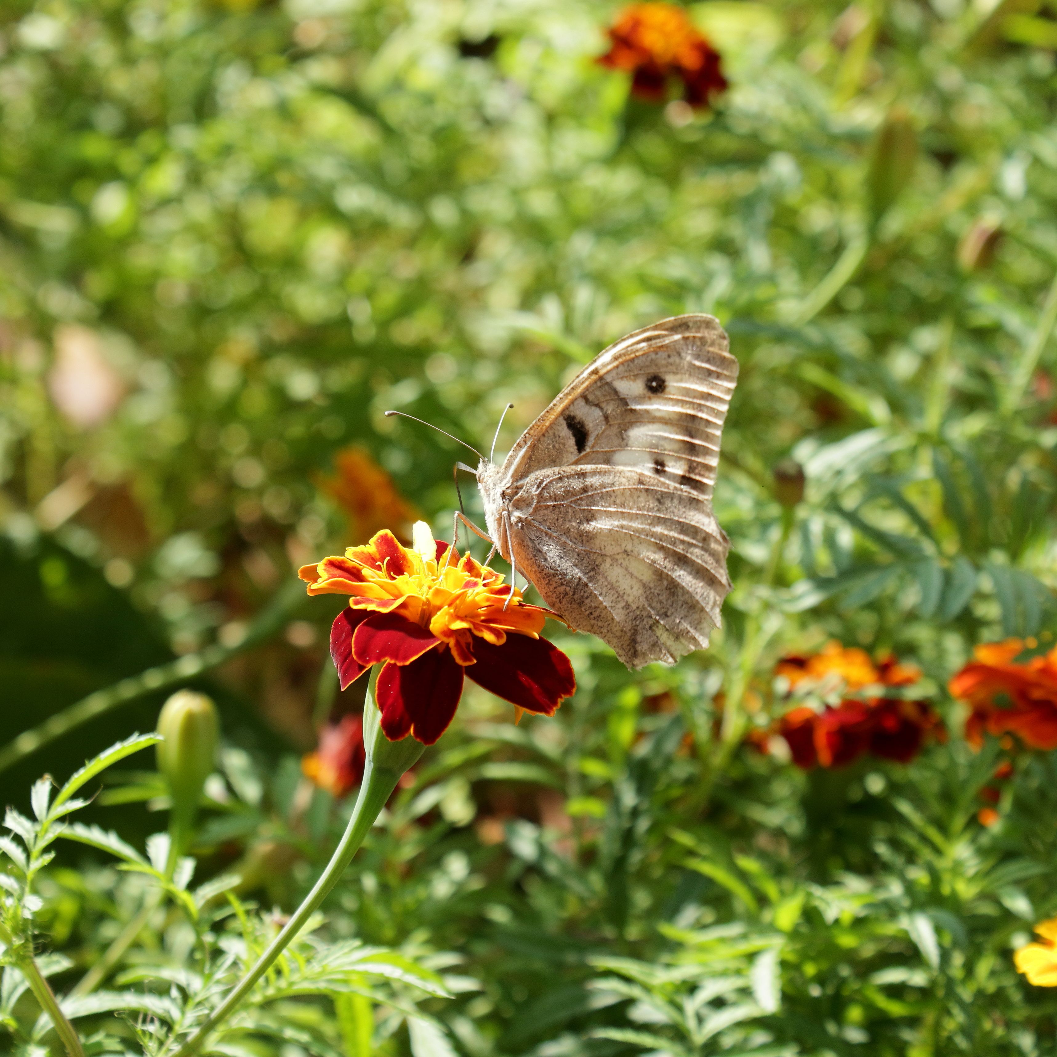A butterfly is sitting on a flower in the garden · Free Stock Photo