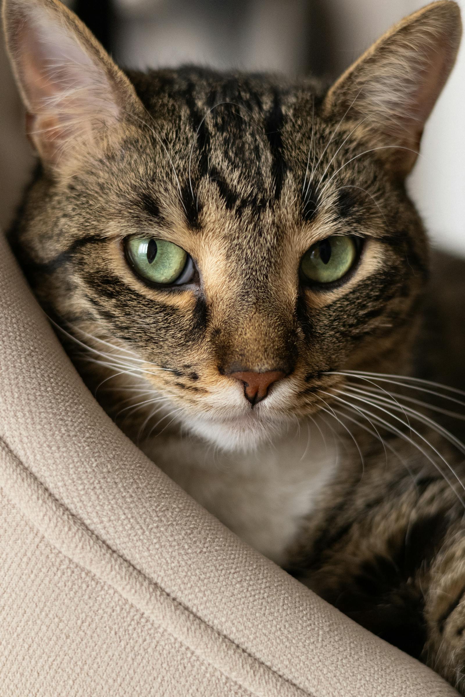 Sigma Cat Photos, Download The BEST Free Sigma Cat Stock Photos & HD Images