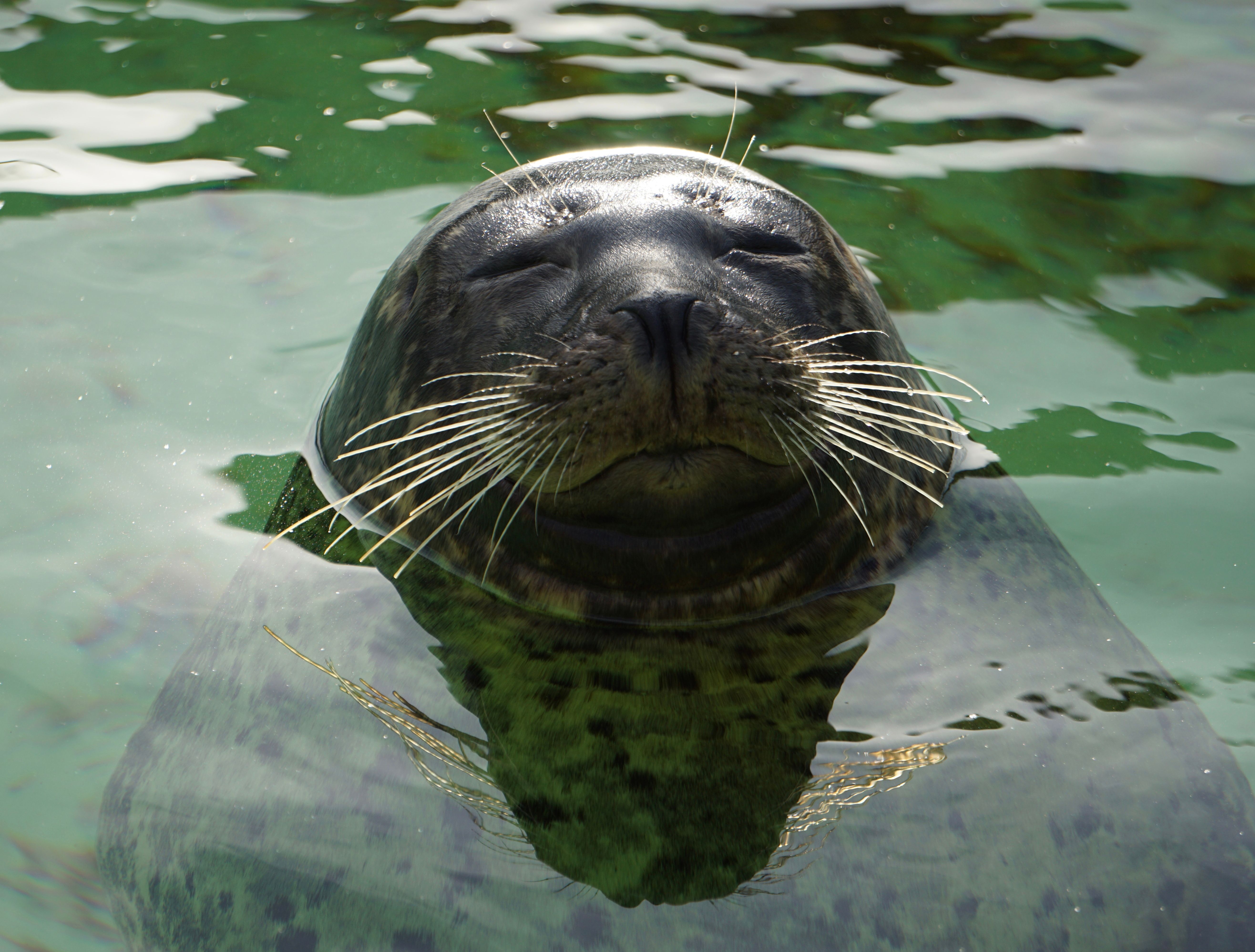 Zeehond aan het genieten van de zon · Free Stock Photo