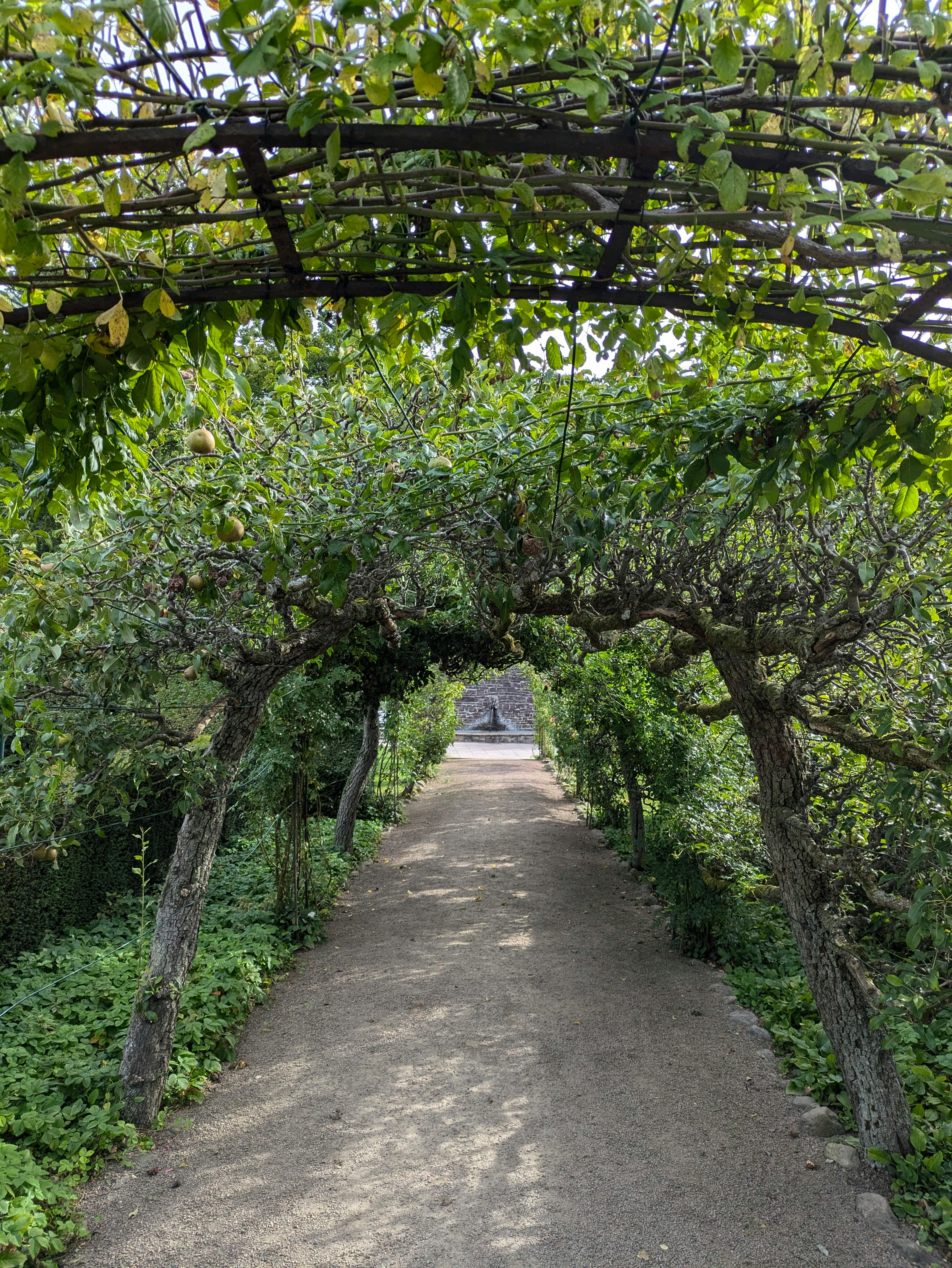 Tree Arc Illustration · Free Stock Photo