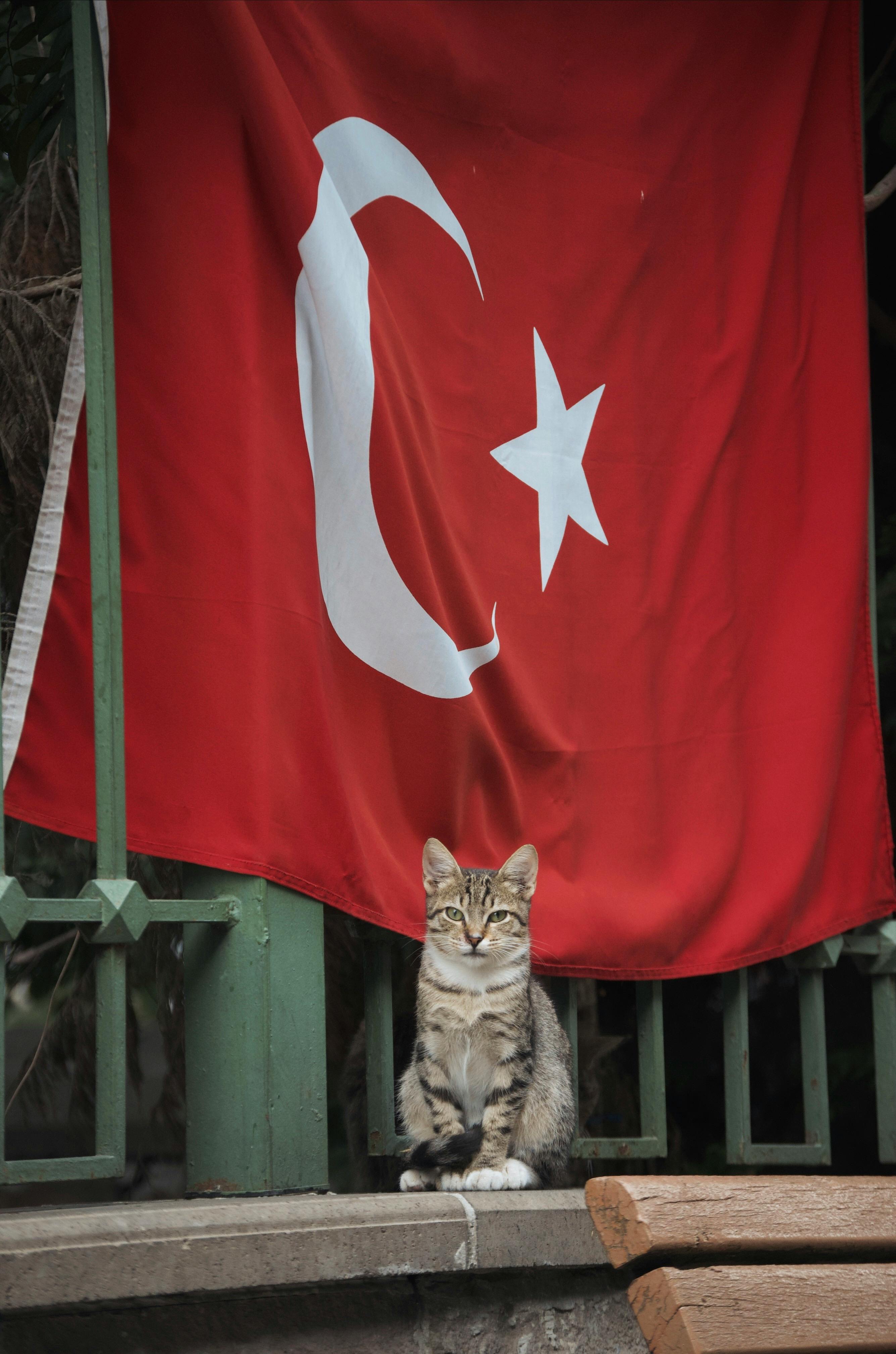 Cat Flag Photos, Download The BEST Free Cat Flag Stock Photos & HD Images