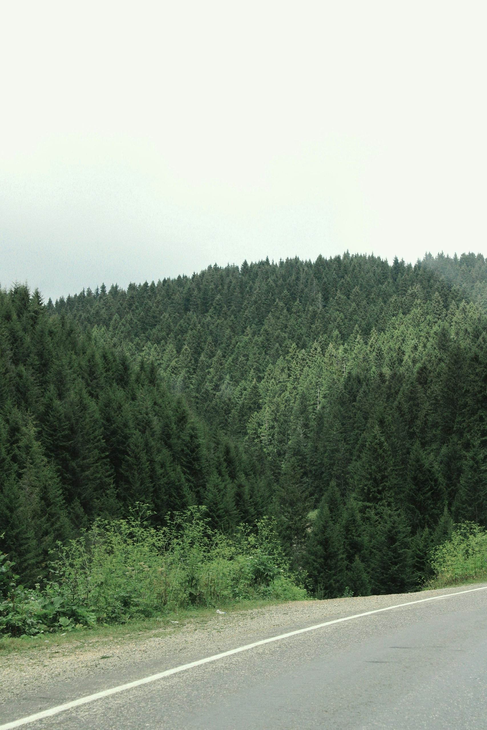 Photo of Trees Near Road · Free Stock Photo